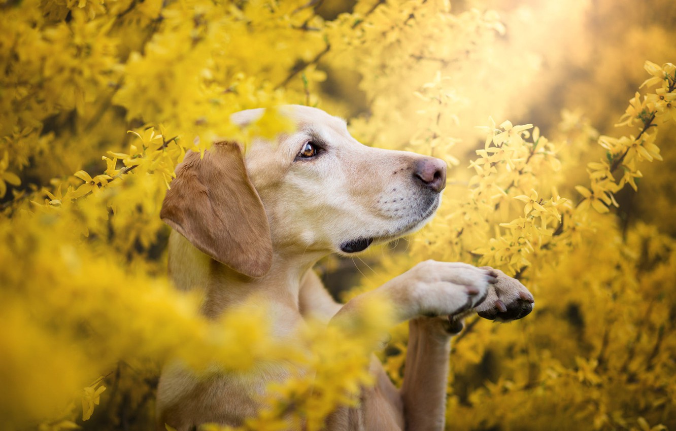 Spring Labrador Wallpapers - Wallpaper Cave