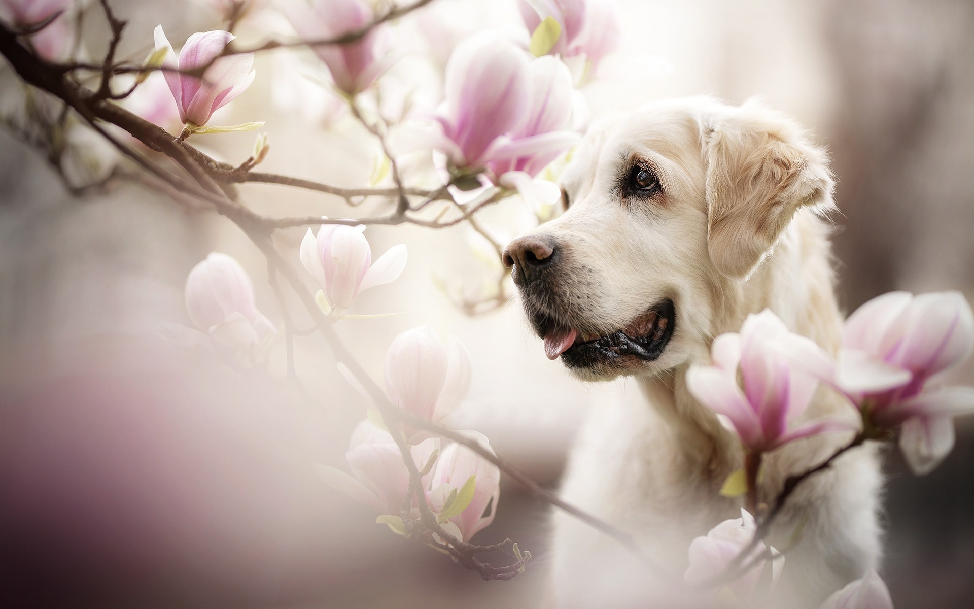 Spring Labrador Wallpapers - Wallpaper Cave