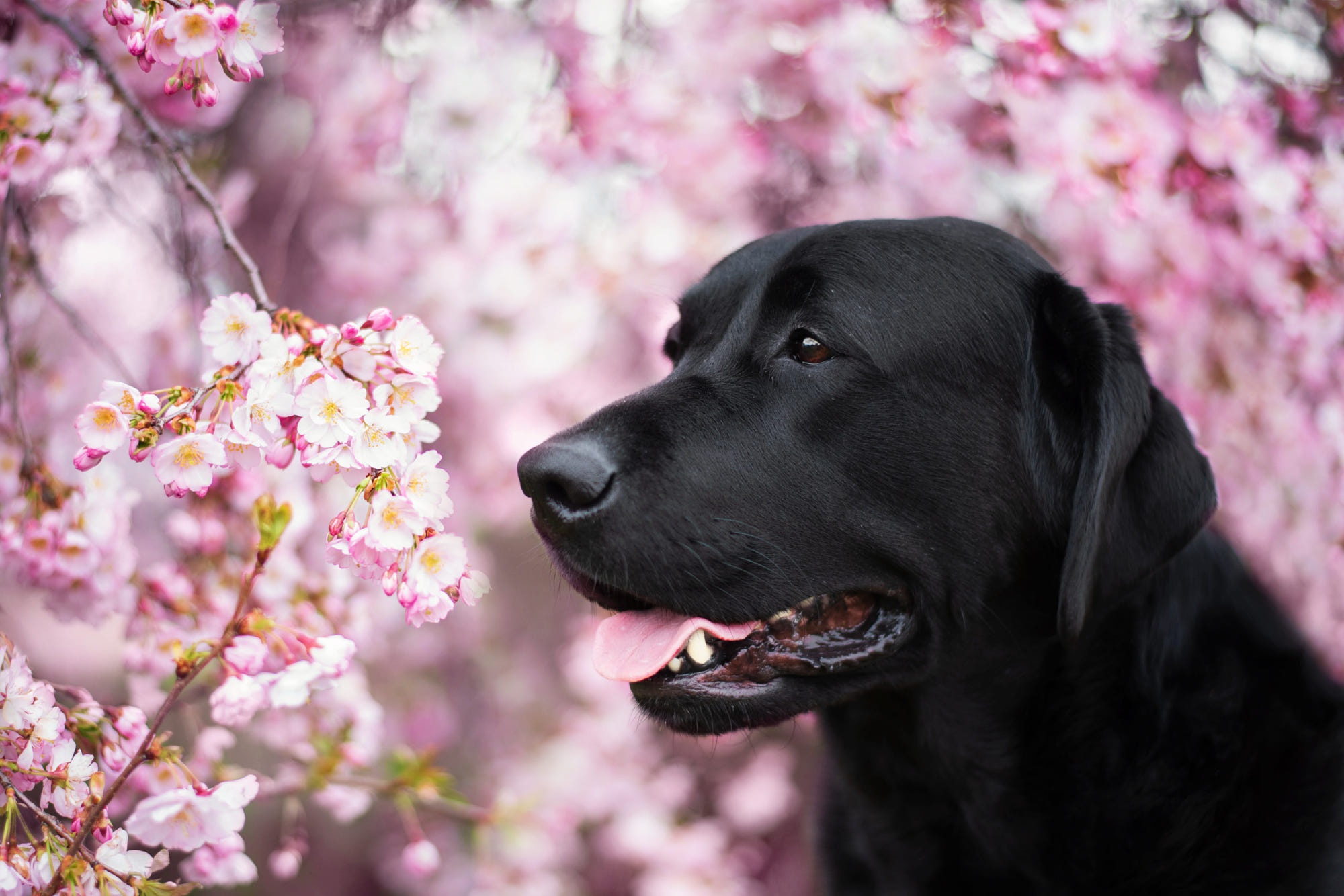 Spring Labrador Wallpapers - Wallpaper Cave