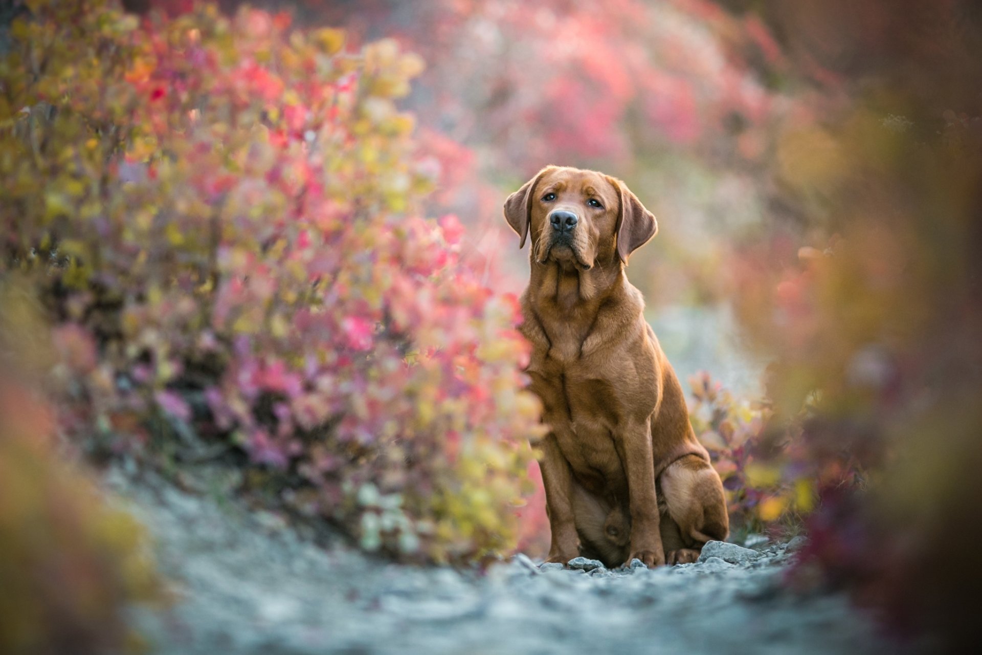 Spring Labrador Wallpapers - Wallpaper Cave