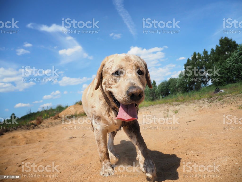 Spring Labrador Wallpapers - Wallpaper Cave