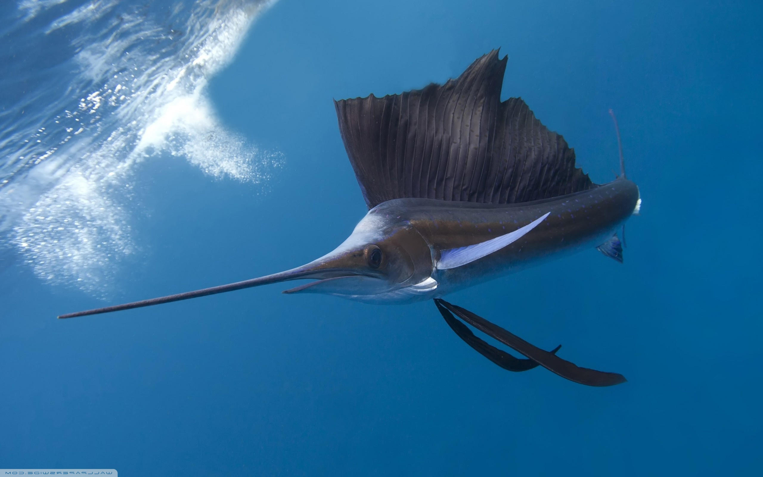 Atlantic Blue Marlin Wallpapers - Wallpaper Cave