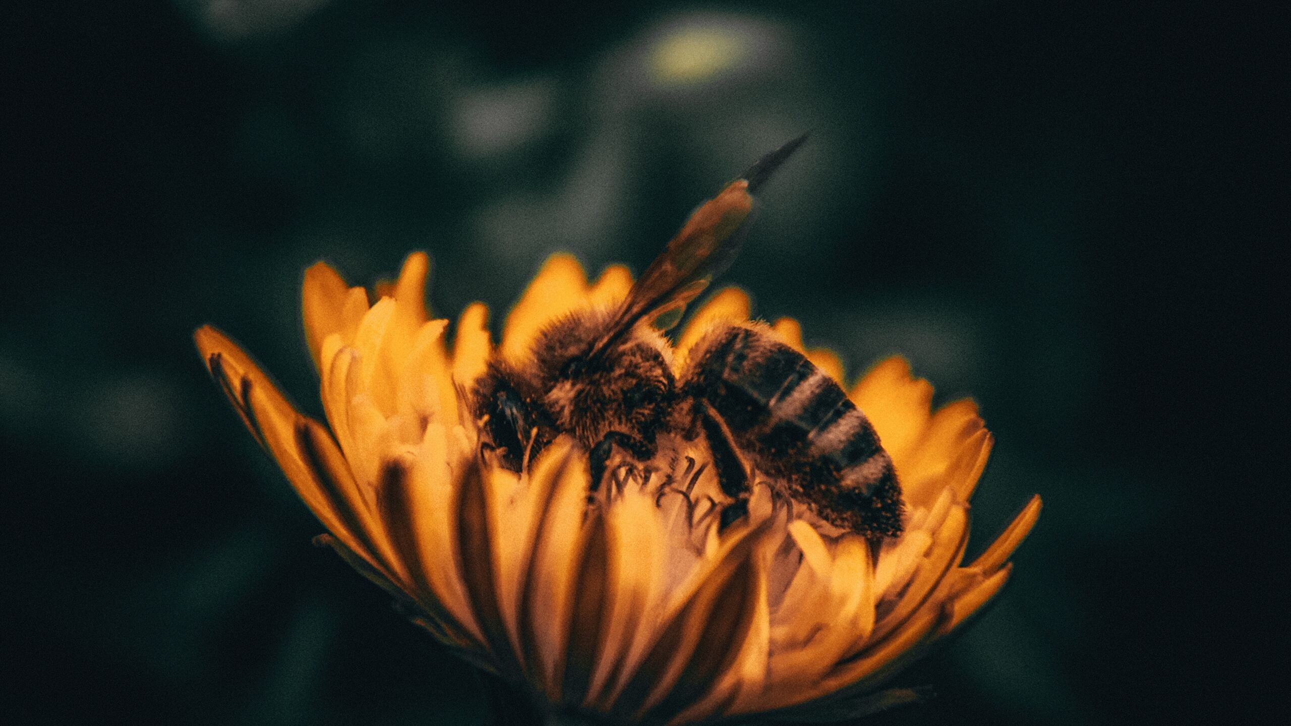 Pollen Wallpapers - Wallpaper Cave