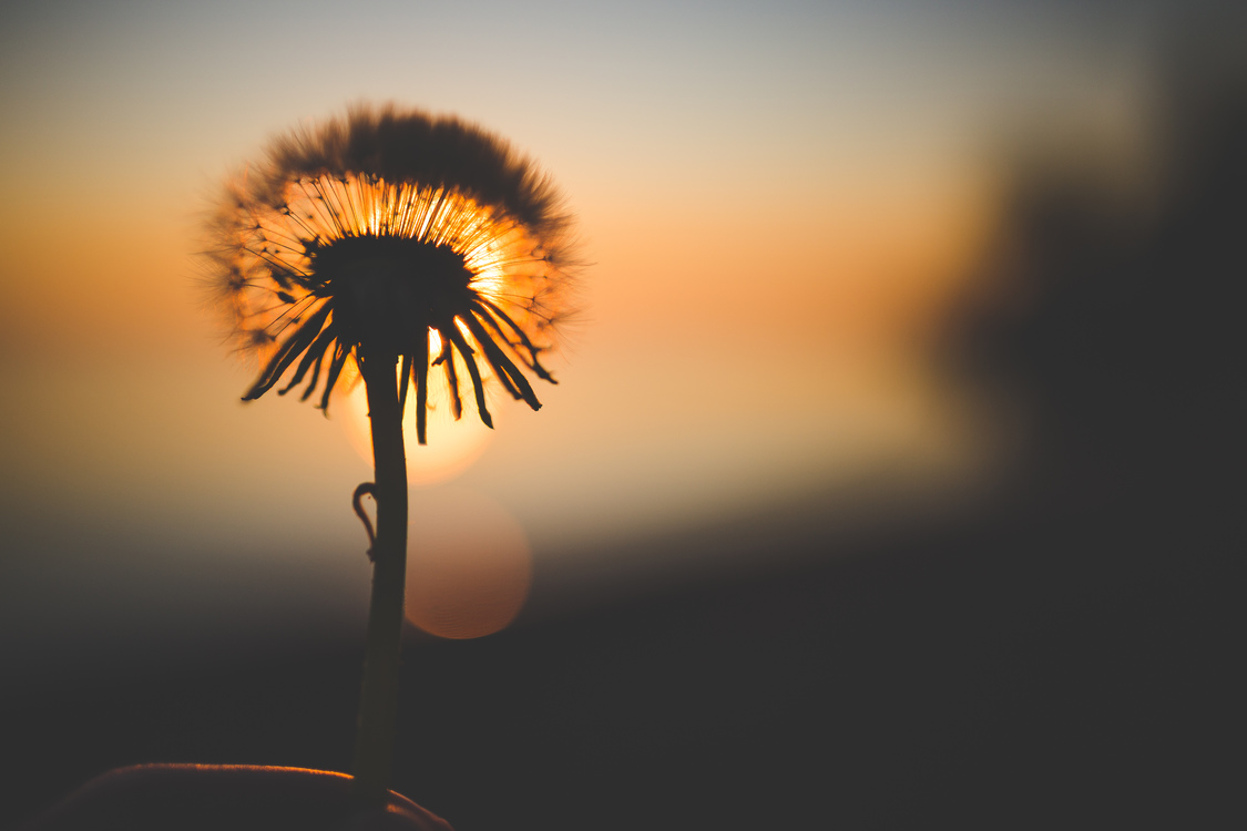 Pollen Wallpapers - Wallpaper Cave