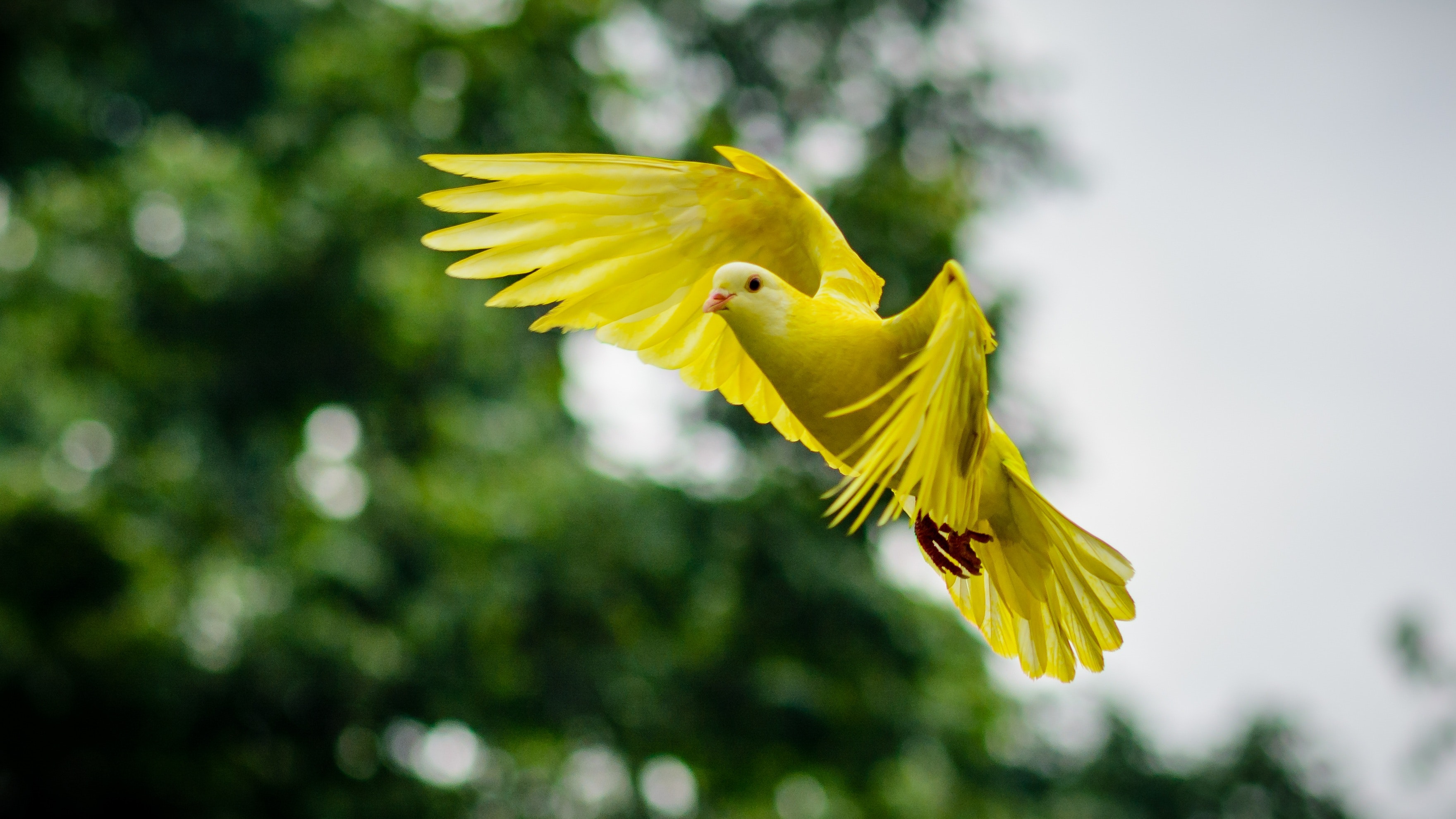 Yellow Birds Wallpapers - Wallpaper Cave