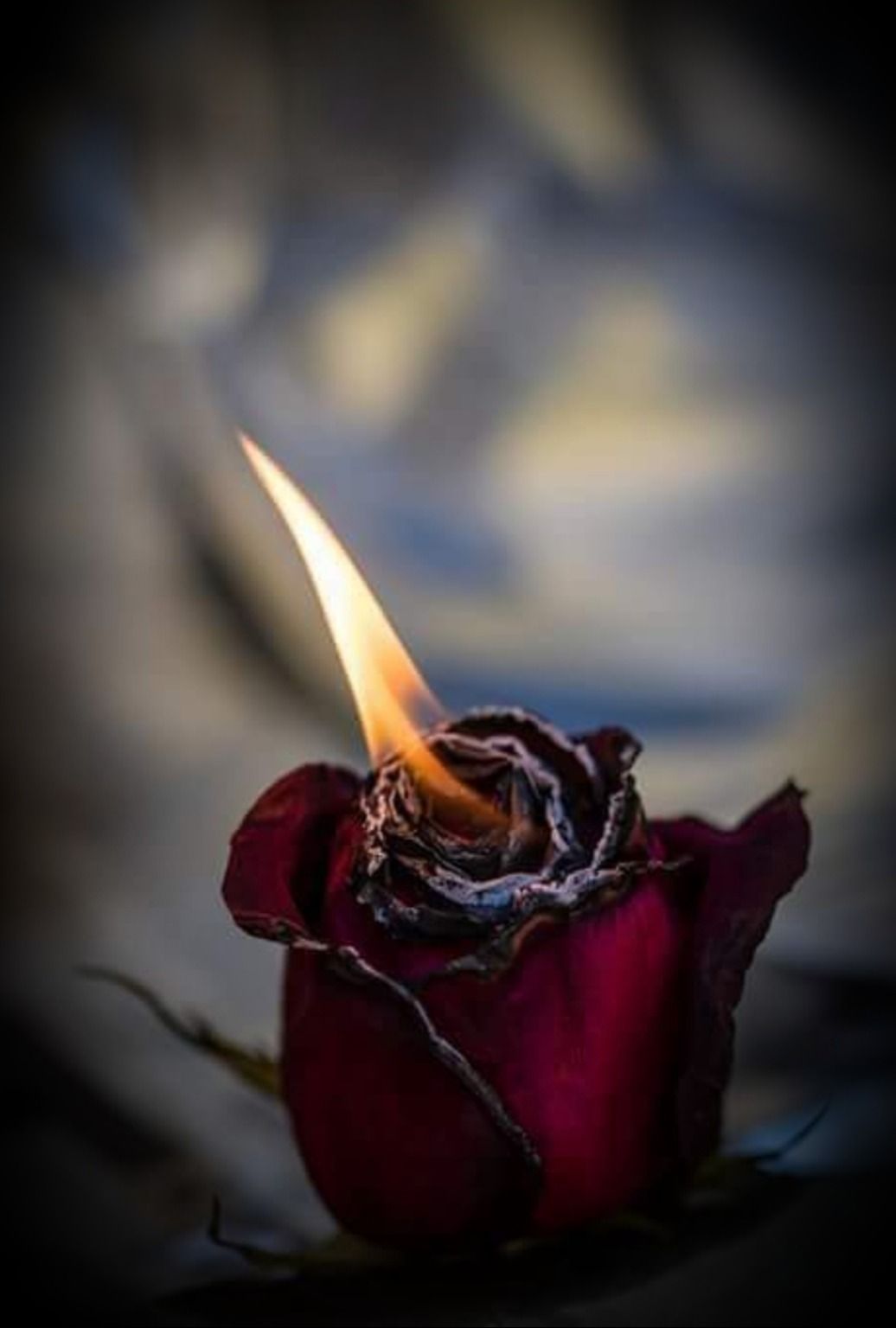 Dying Rose Wallpapers - Wallpaper Cave