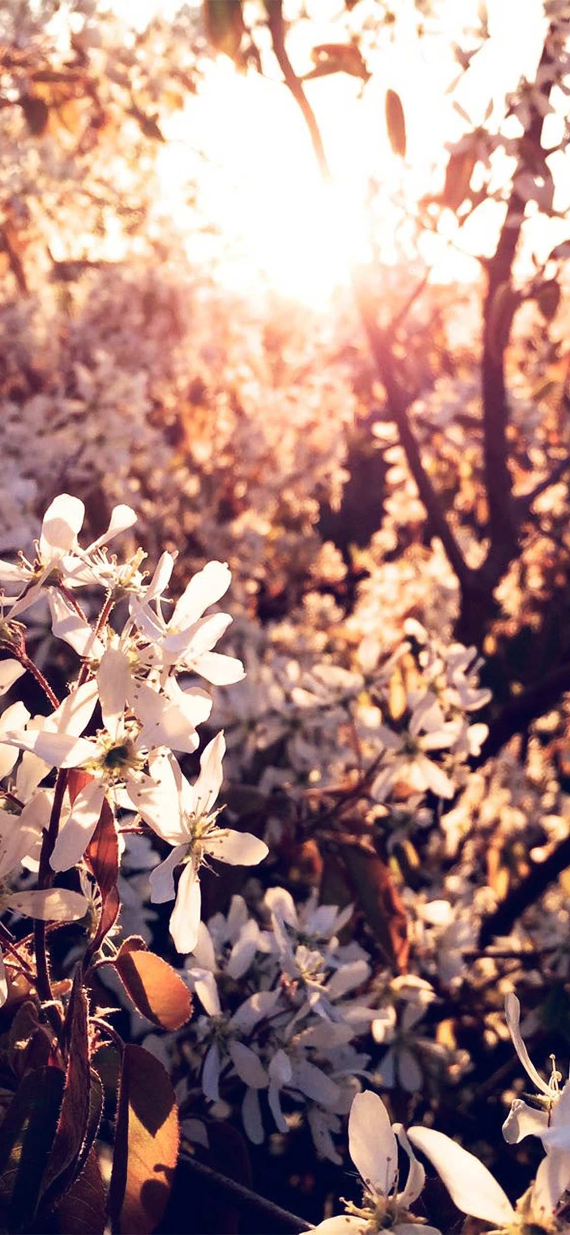 Spring Nature iPhone Wallpapers - Wallpaper Cave