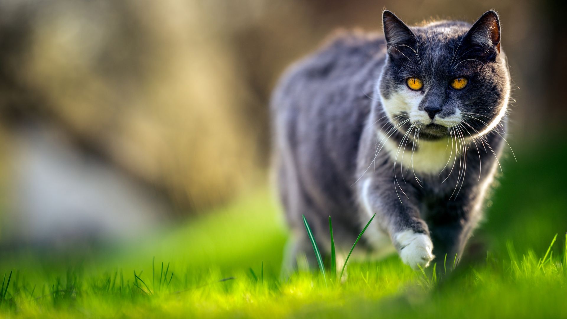 Fat Kittens Wallpapers - Wallpaper Cave