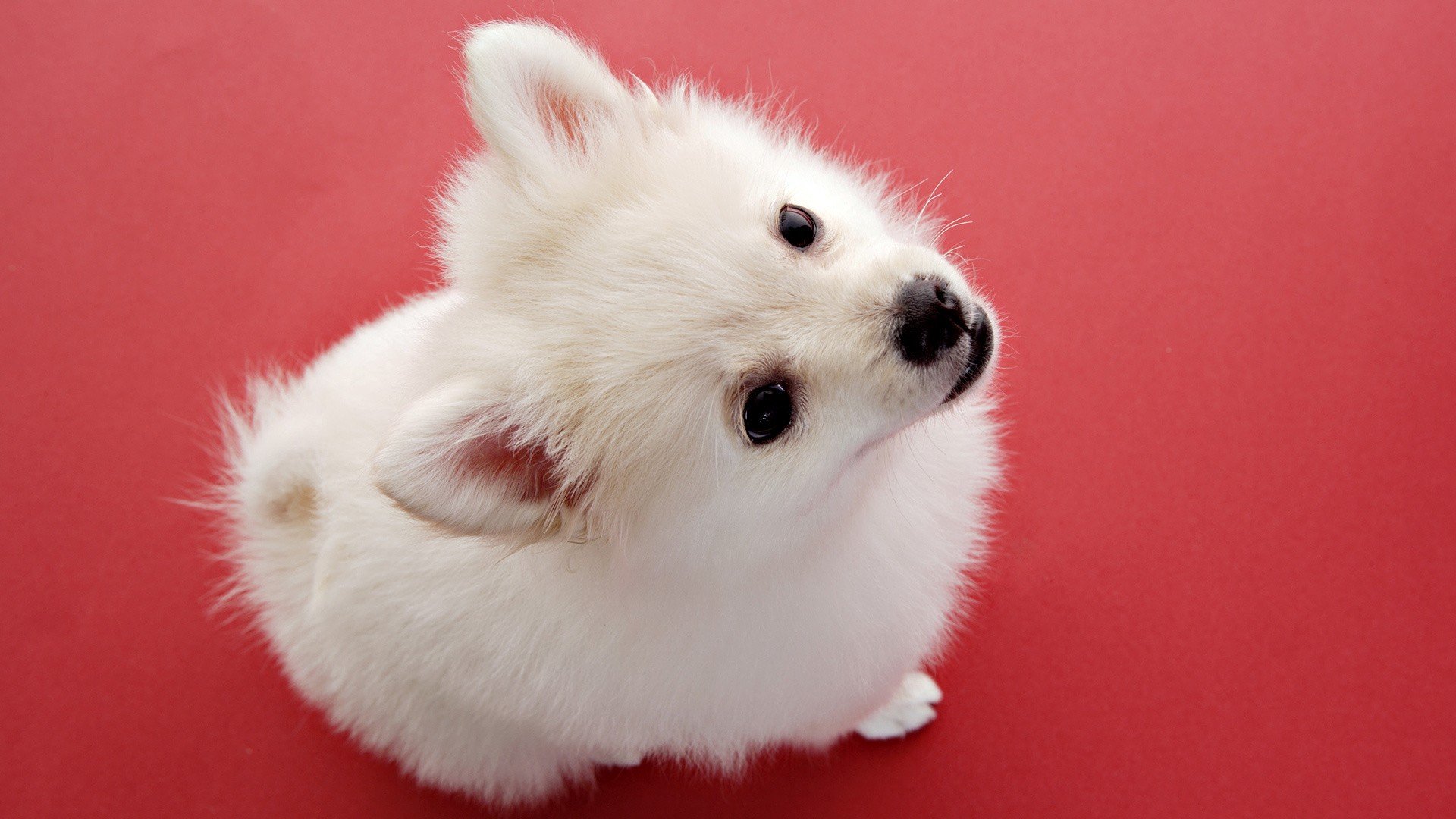 American Eskimo Wallpapers - Wallpaper Cave