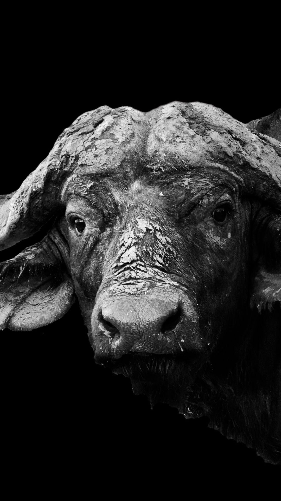 African Buffalo Wallpapers - Wallpaper Cave