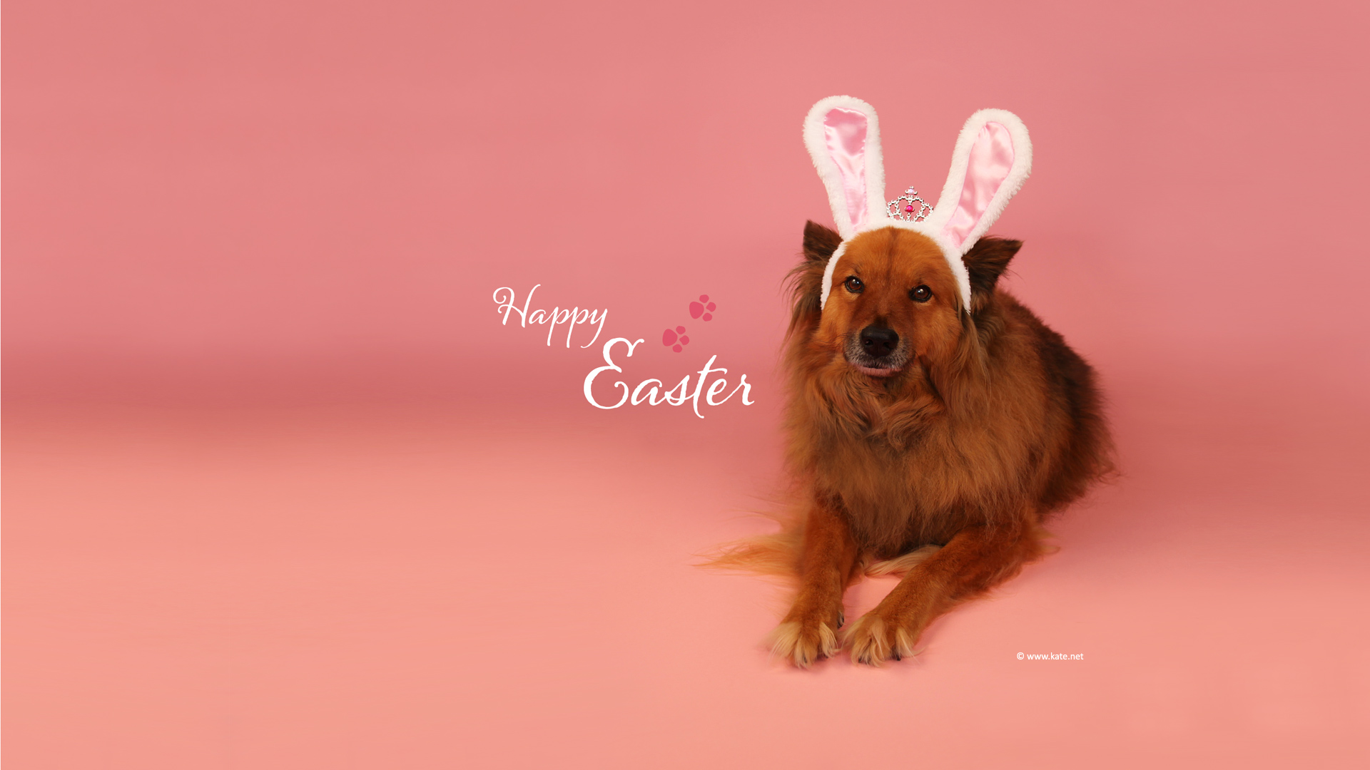 Cute Easter Pets Wallpapers - Wallpaper Cave