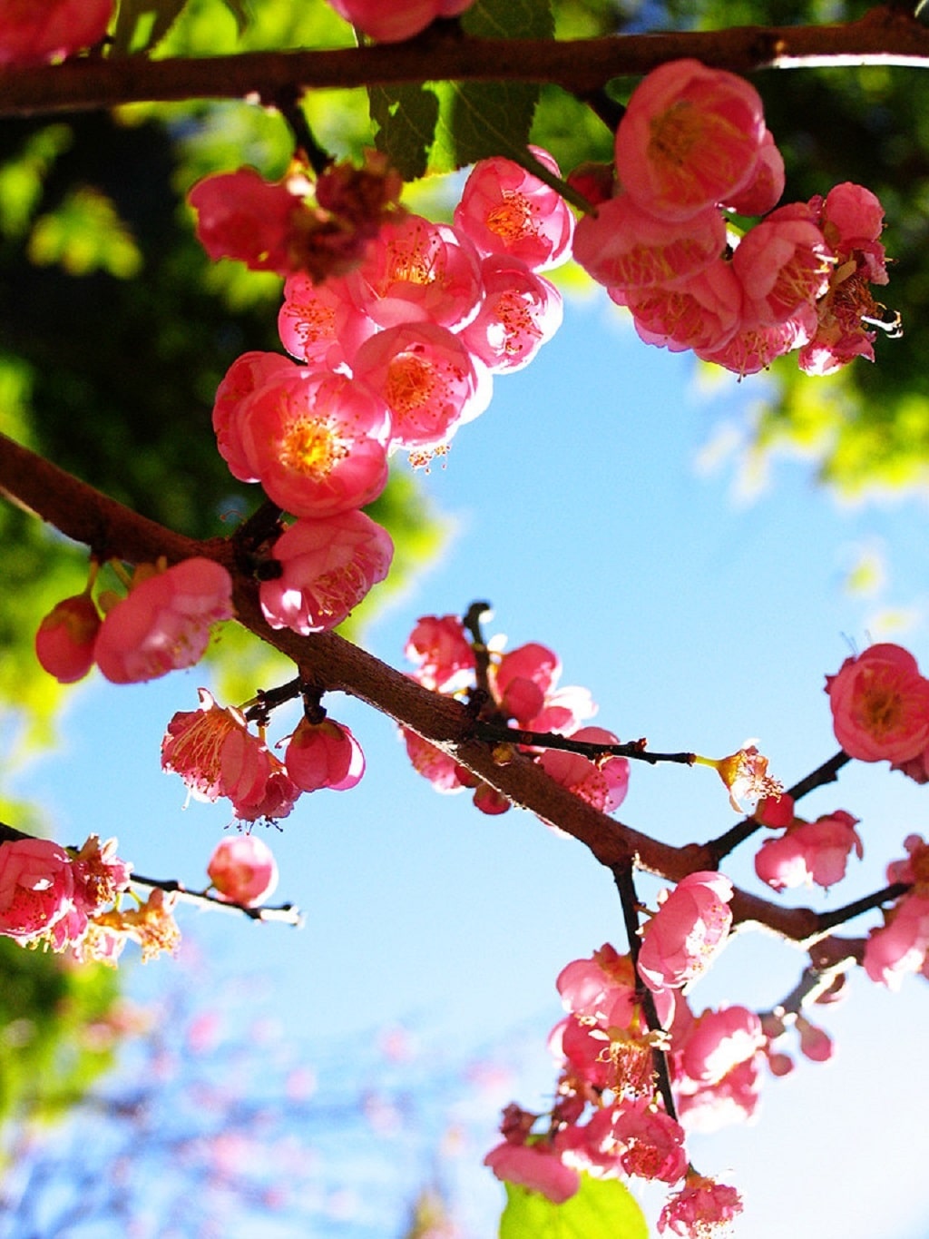 Happy Spring 2022 Wallpapers - Wallpaper Cave