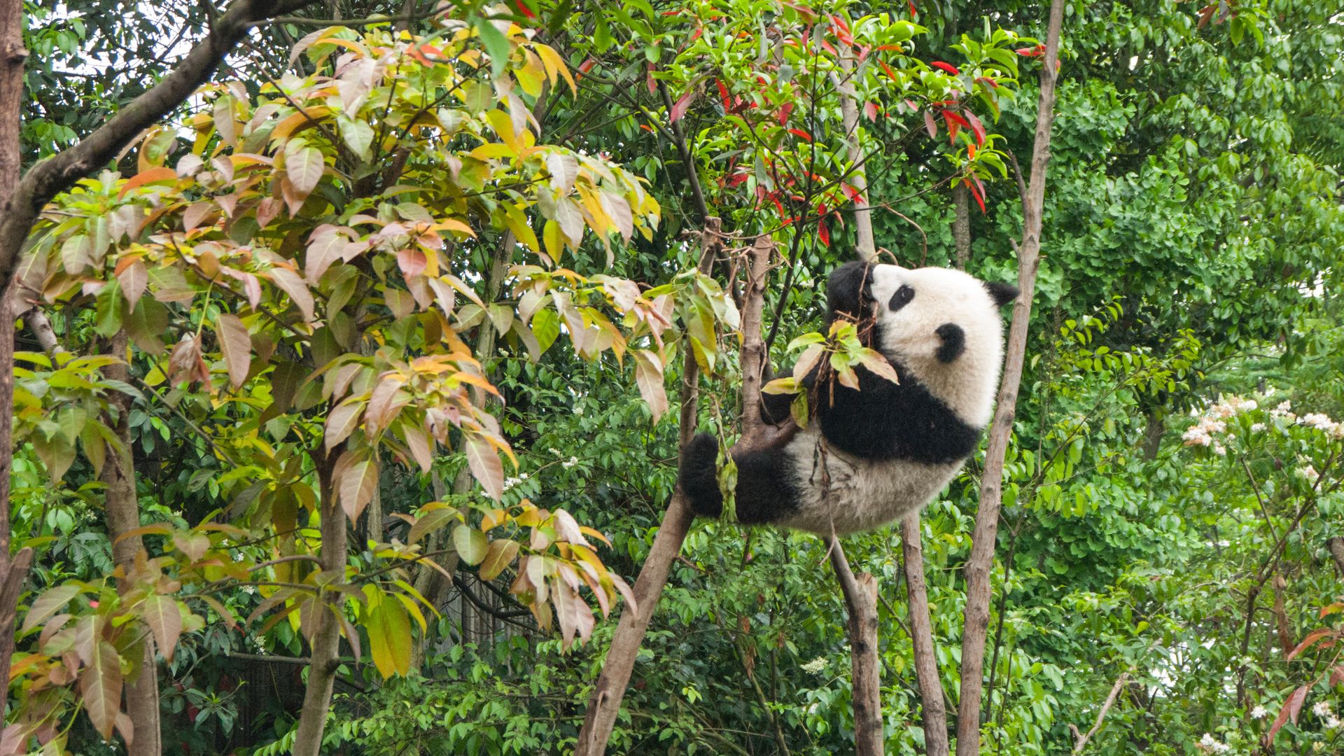 Baby Pandas Climbing Trees Wallpapers - Wallpaper Cave