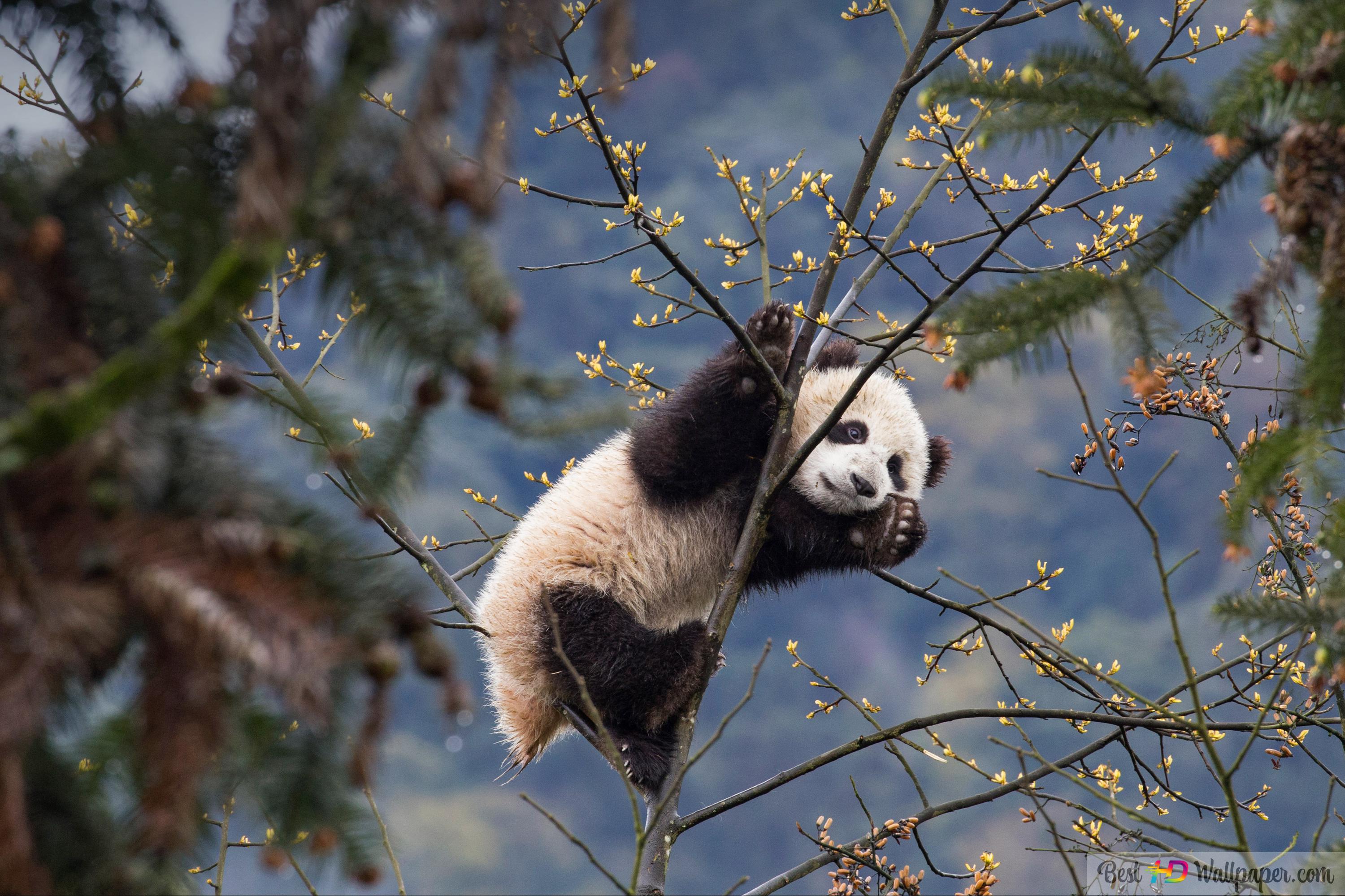 Baby Pandas Climbing Trees Wallpapers - Wallpaper Cave