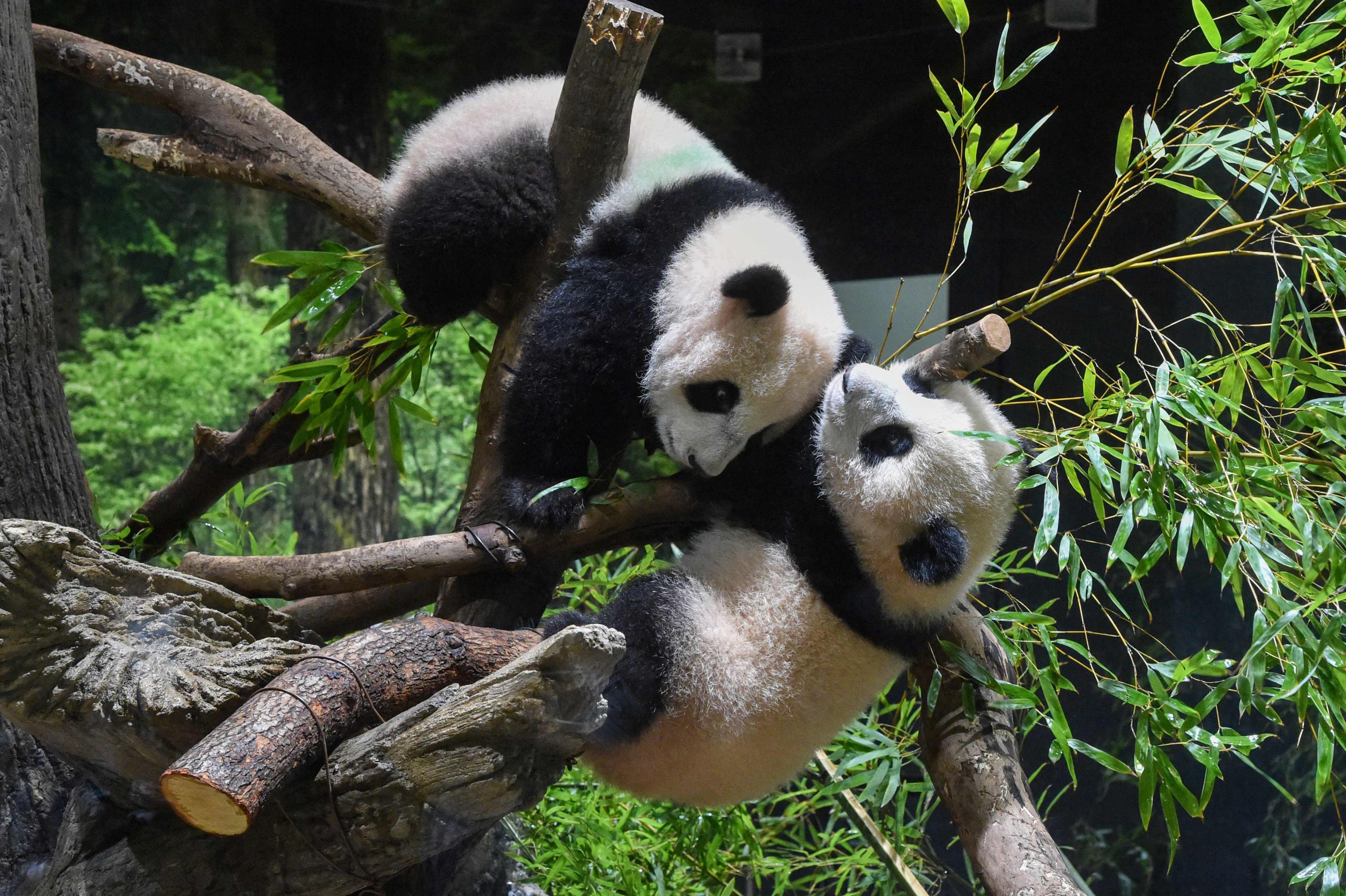 Baby Pandas Climbing Trees Wallpapers - Wallpaper Cave