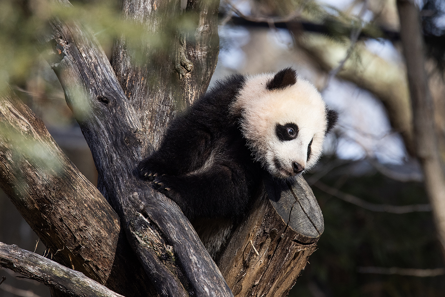 Baby Pandas Climbing Trees Wallpapers - Wallpaper Cave