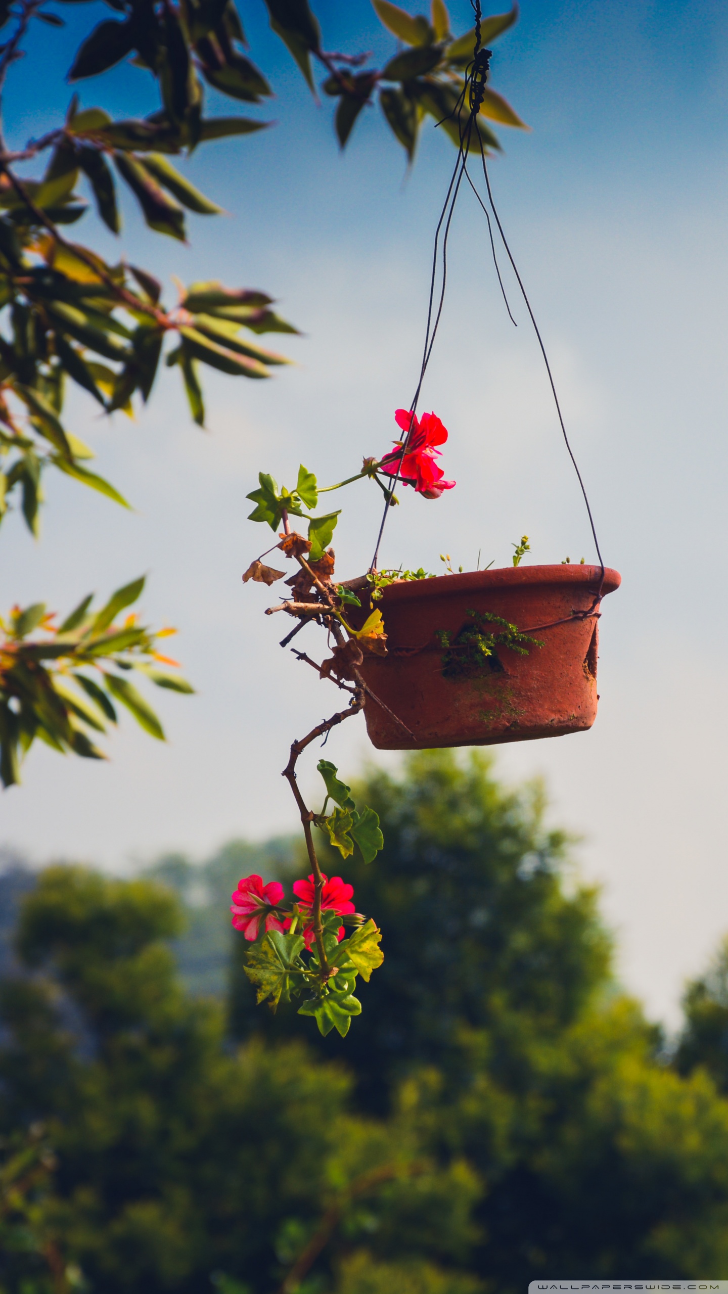 Flowerpot Wallpapers - Wallpaper Cave