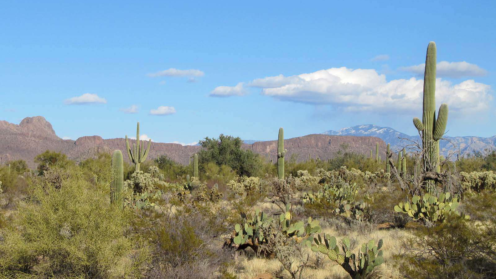 Sonoran Desert Wallpapers - Wallpaper Cave