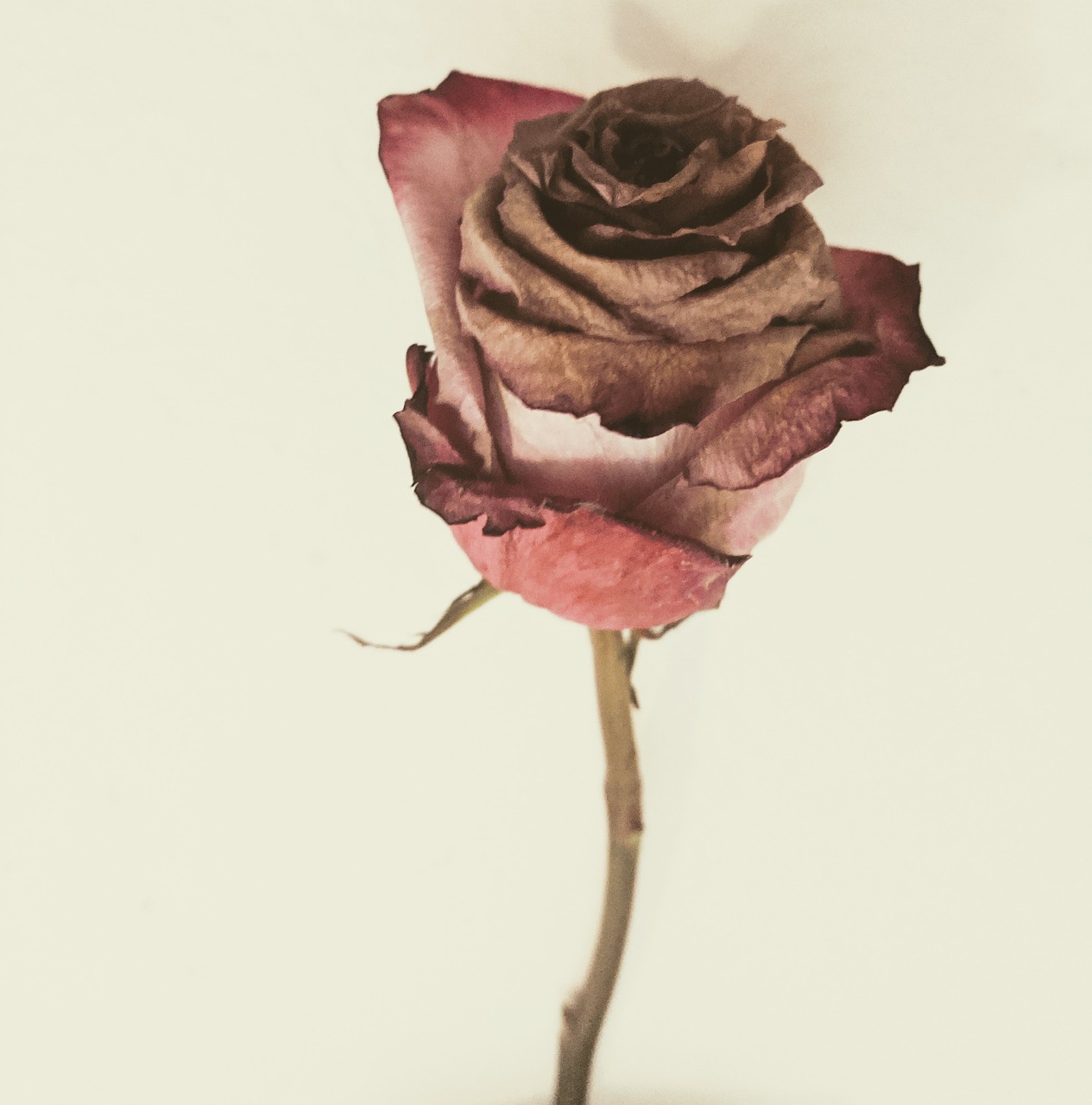 Droopy Roses Wallpapers - Wallpaper Cave