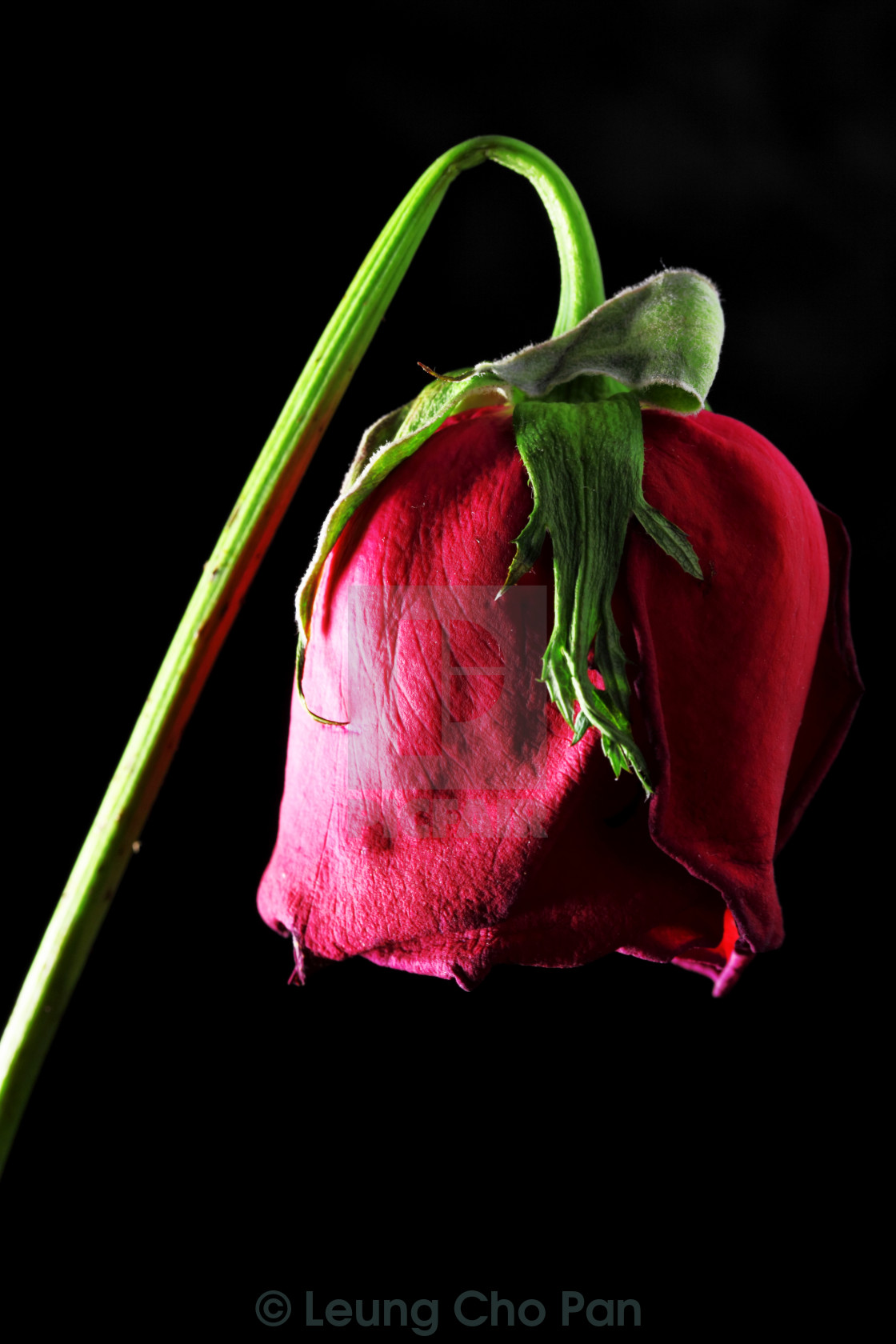Droopy Roses Wallpapers - Wallpaper Cave