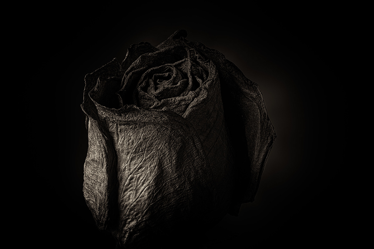 Droopy Roses Wallpapers - Wallpaper Cave