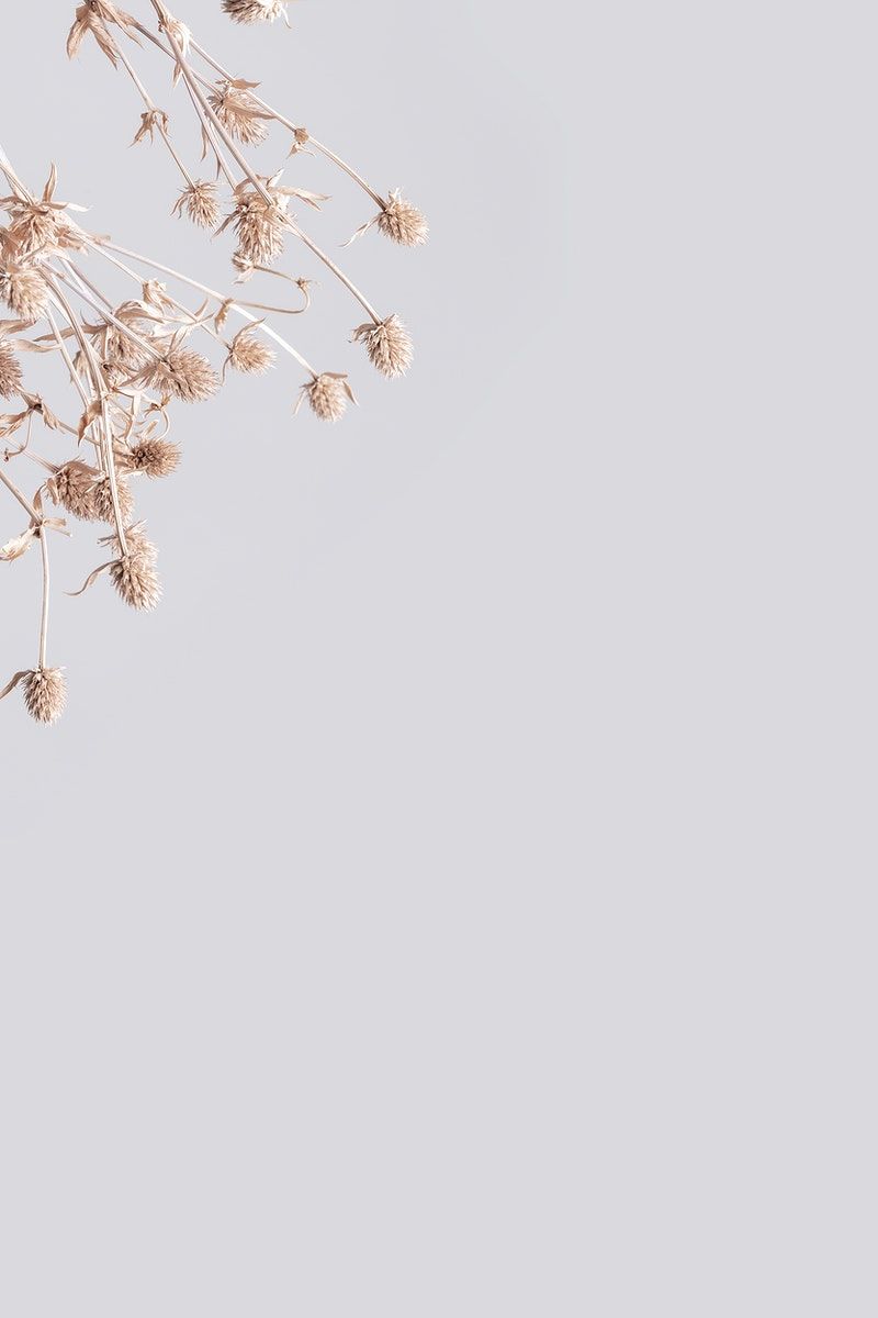 Dry Flower Wallpapers - Wallpaper Cave
