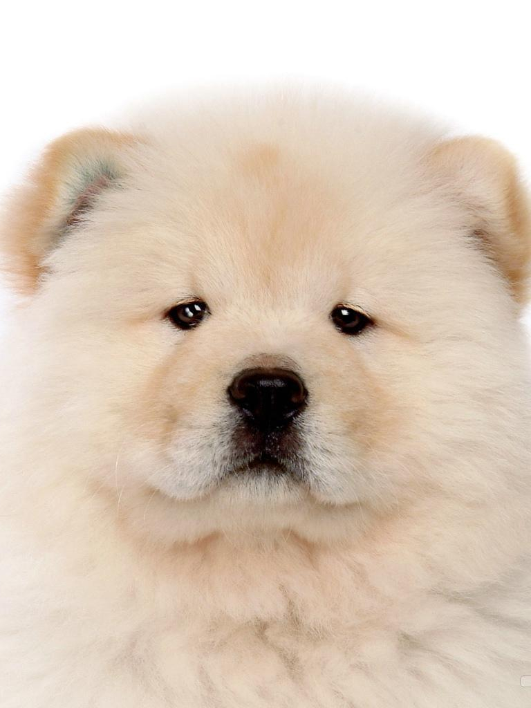 White Chow Chow