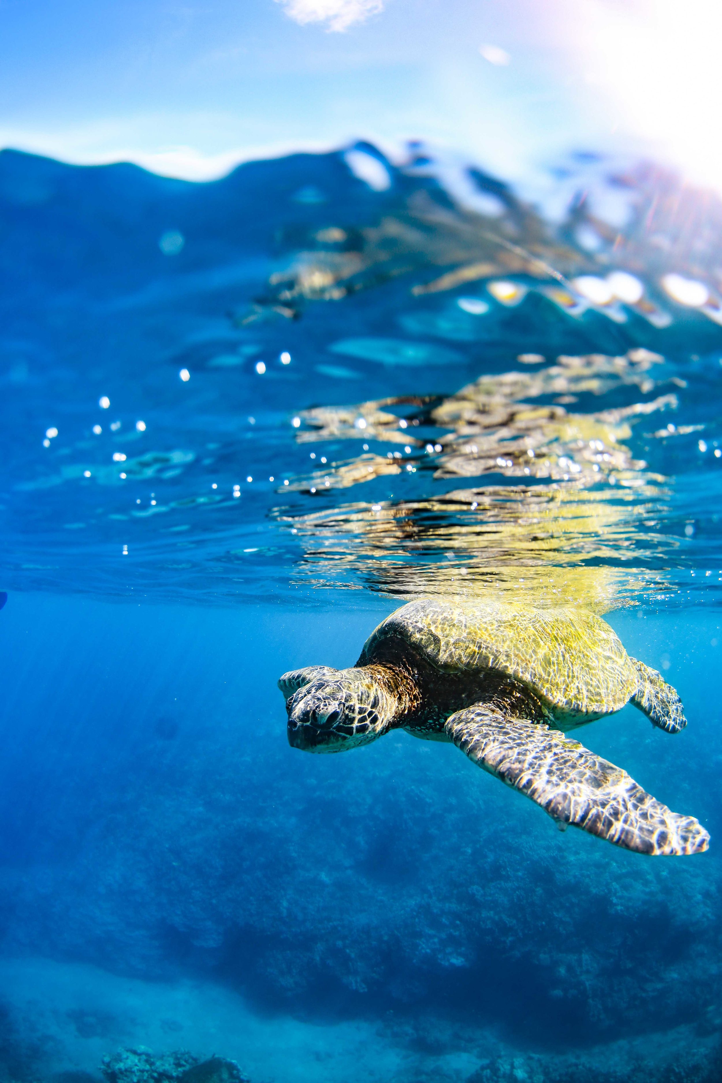 Summer Turtles Wallpapers - Wallpaper Cave