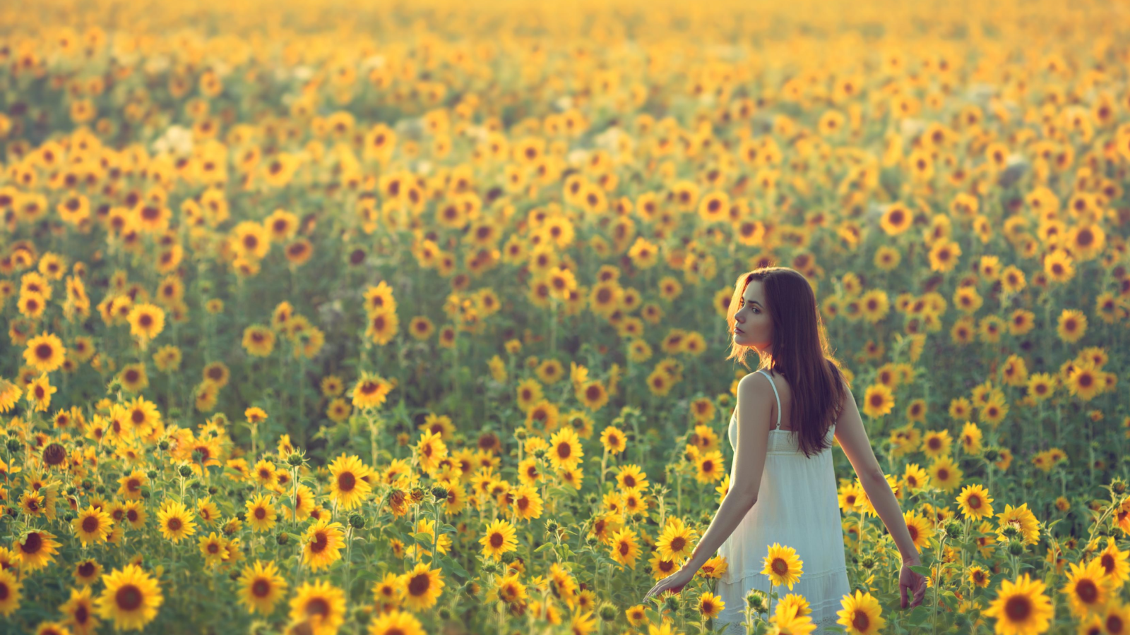 Sunflower With Stretch Wallpapers - Wallpaper Cave