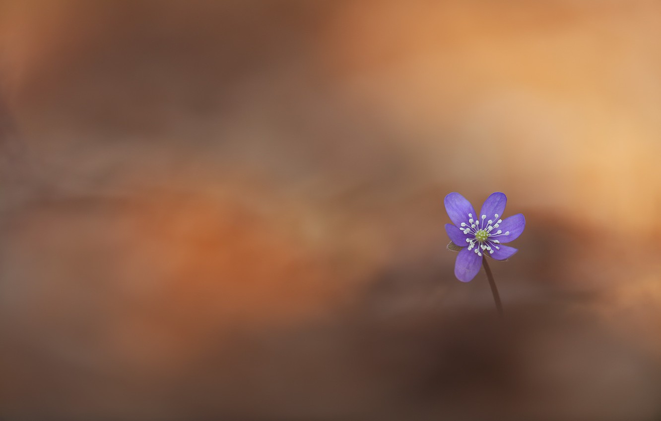 Hepatica Wallpapers - Wallpaper Cave