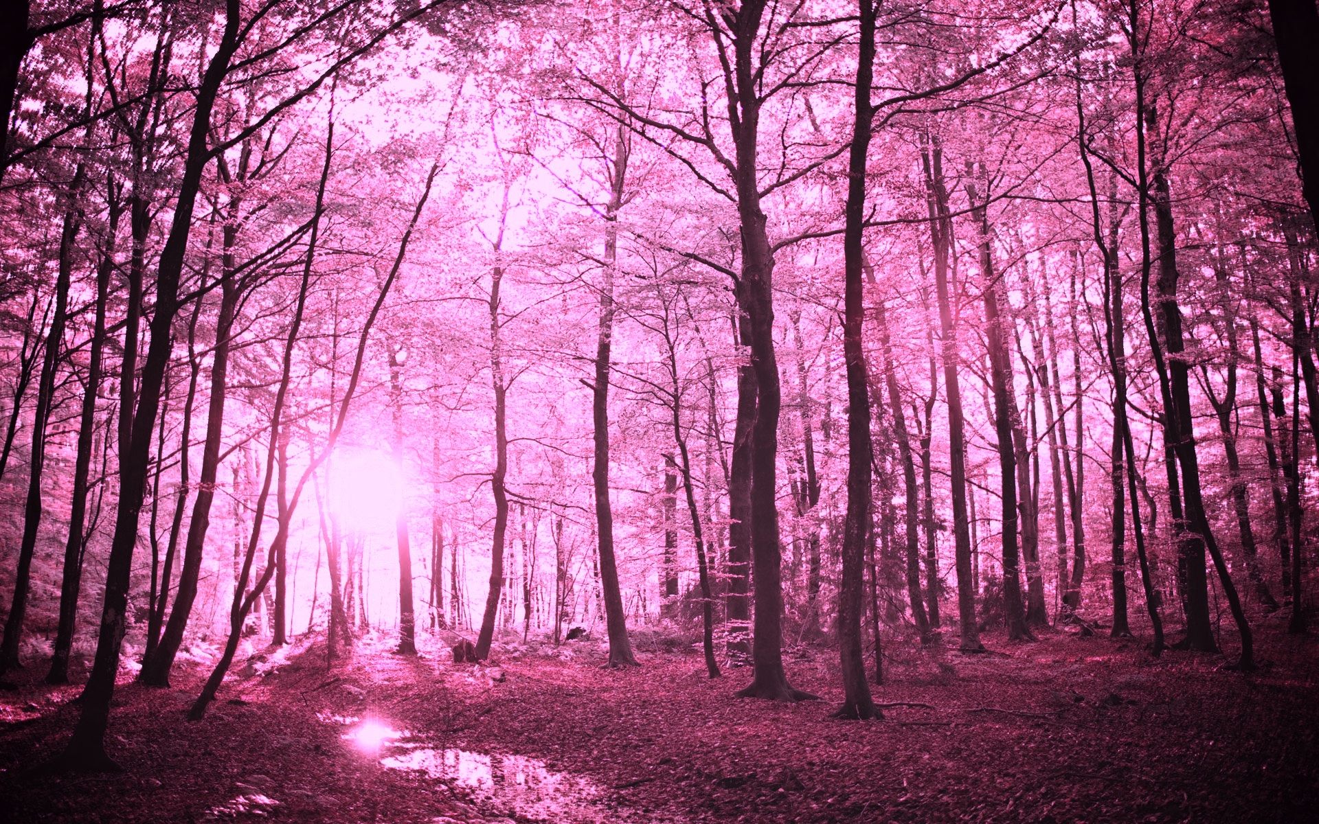 Pink Forest Anime Wallpapers - Wallpaper Cave