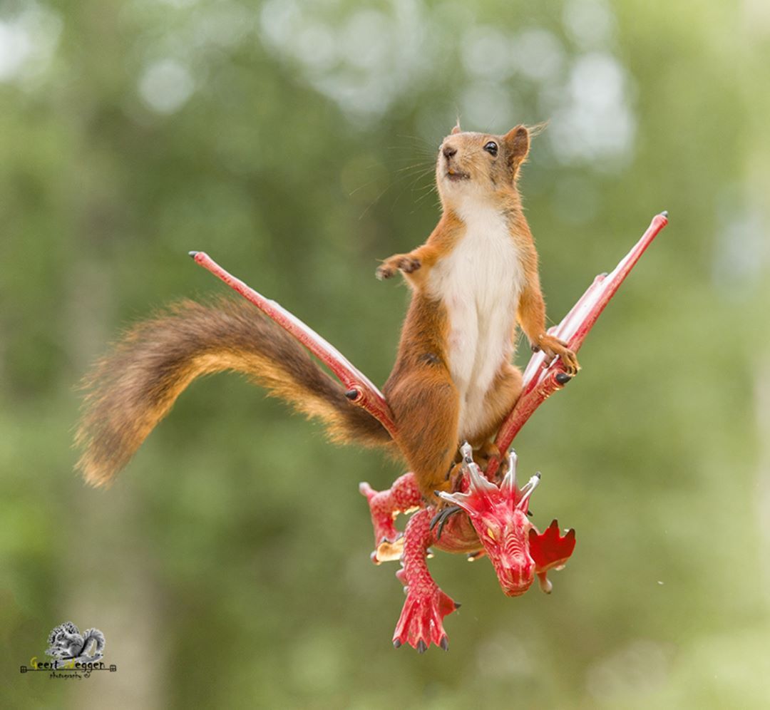 Funny Squirrel Wallpapers - Wallpaper Cave