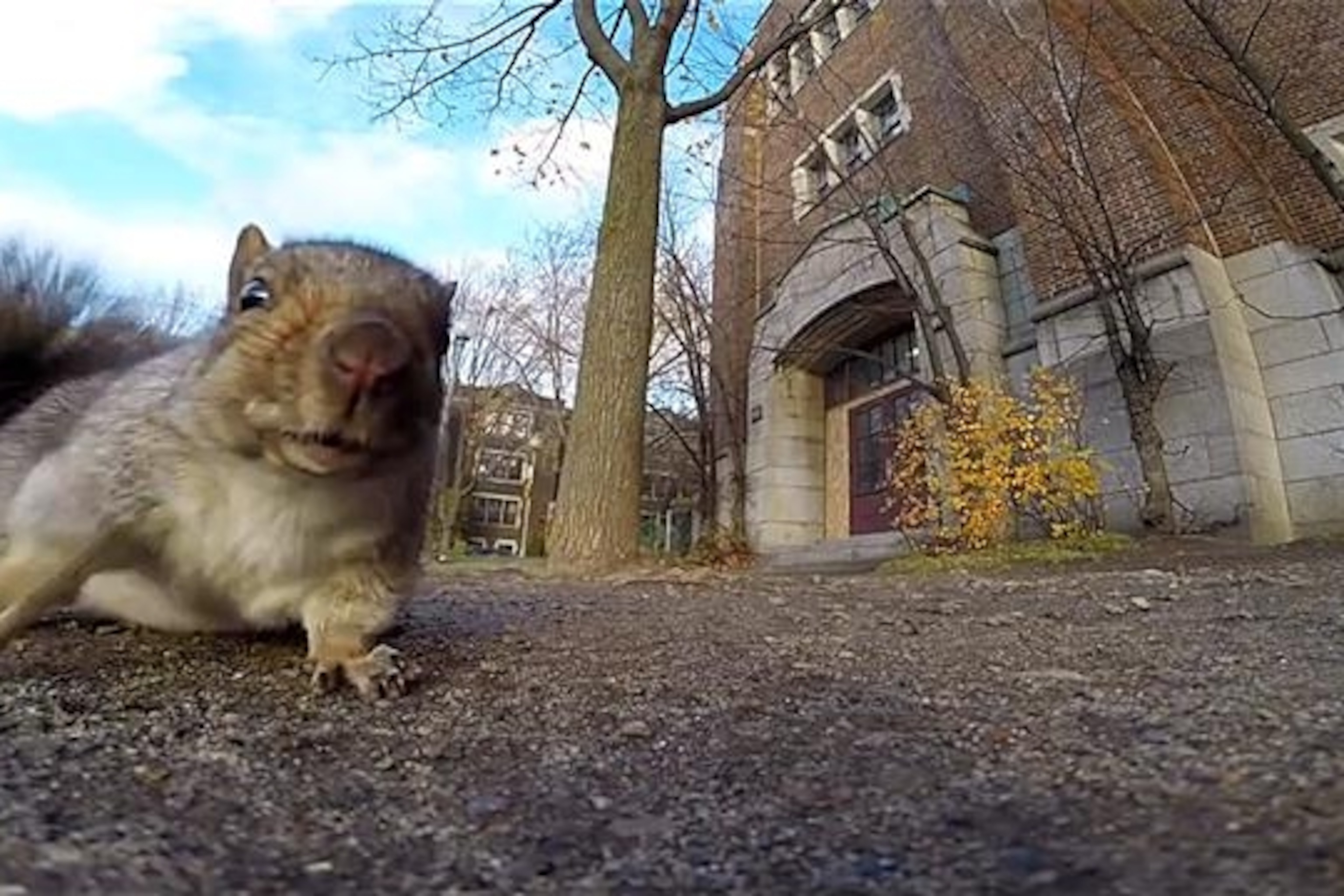 Funny Squirrel Wallpapers - Wallpaper Cave