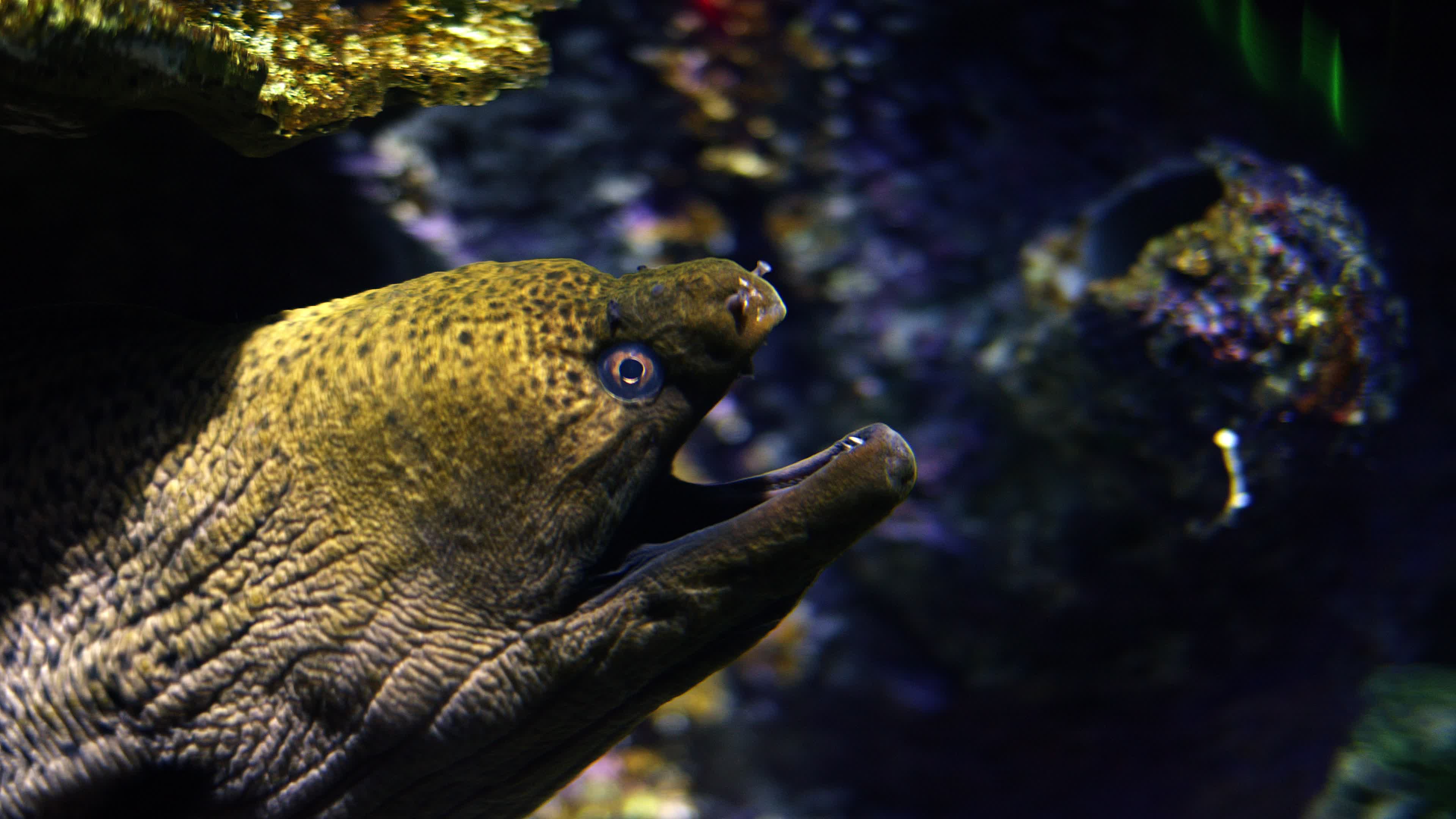 Moray Eel Wallpapers - Wallpaper Cave