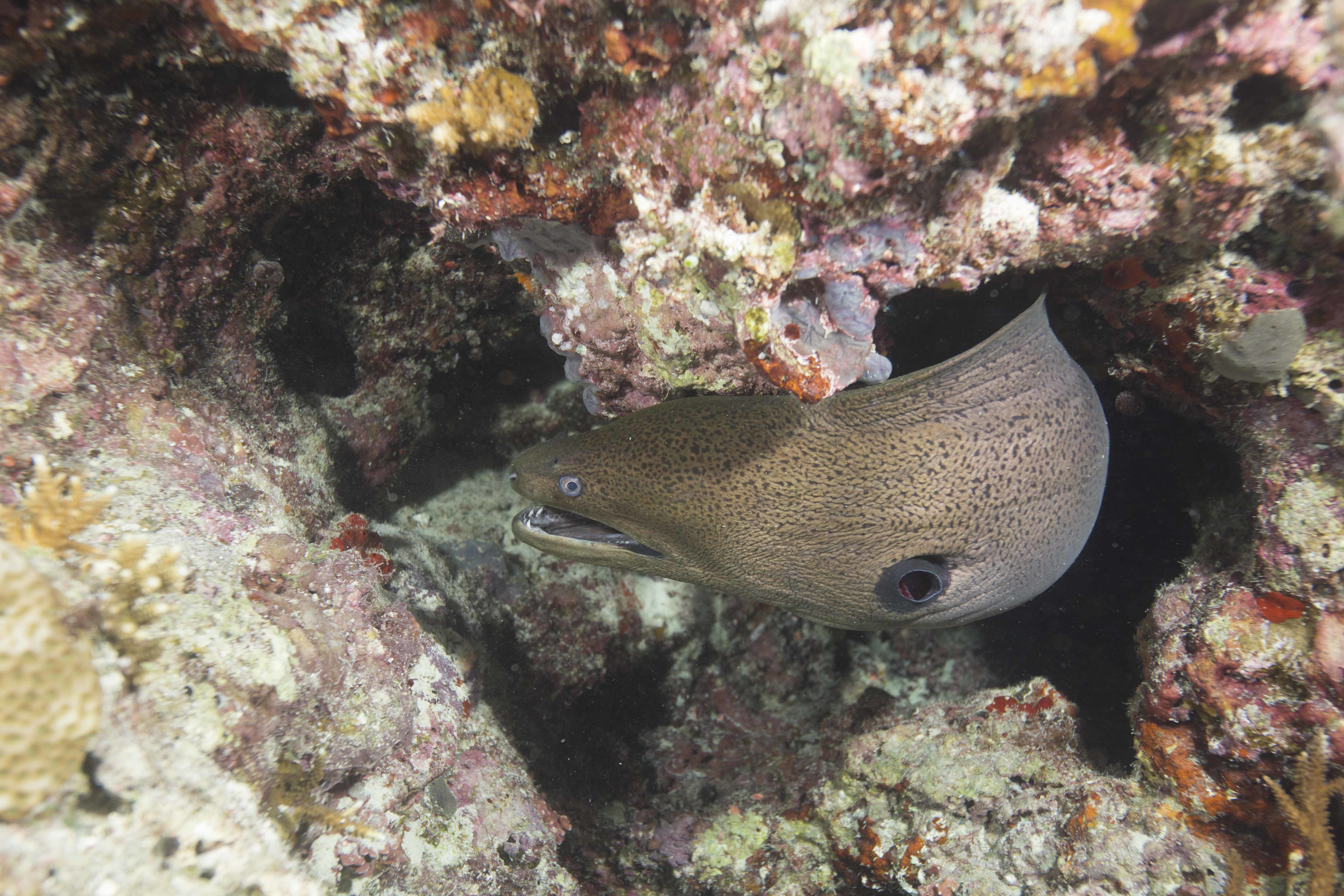 Moray Eel Wallpapers - Wallpaper Cave