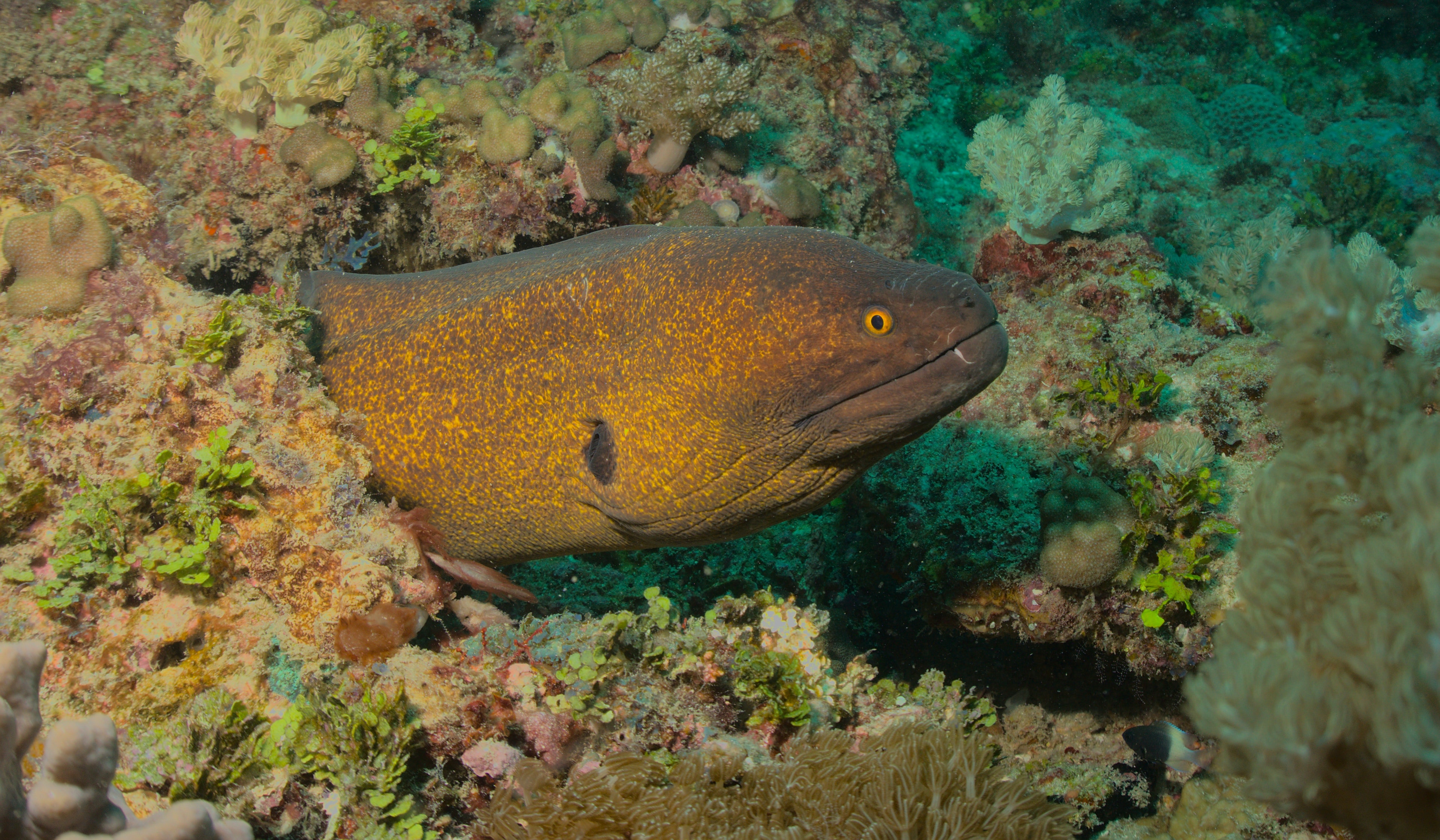 Moray Eel Wallpapers - Wallpaper Cave