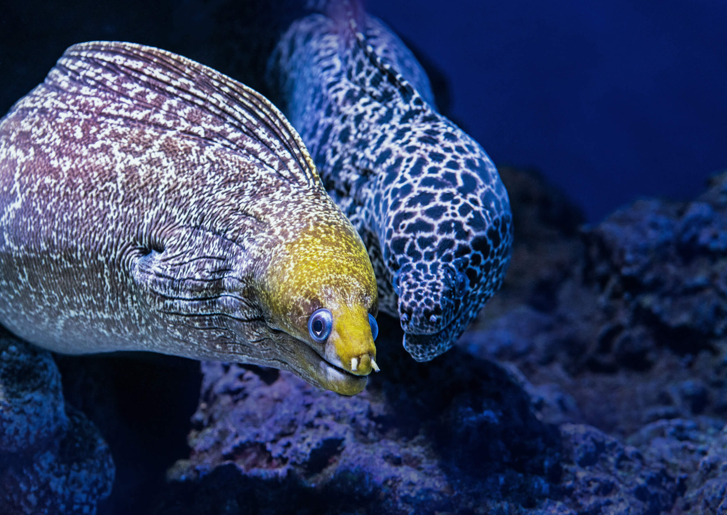 Moray Eel Wallpapers - Wallpaper Cave