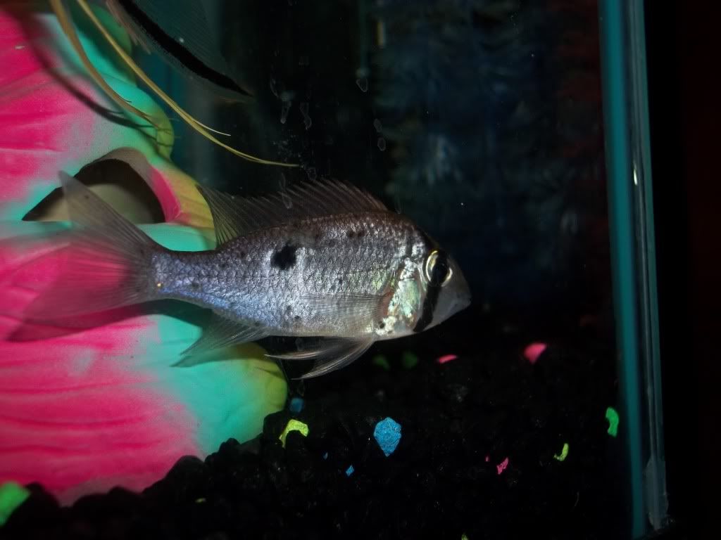 Central American Fish Wallpapers - Wallpaper Cave