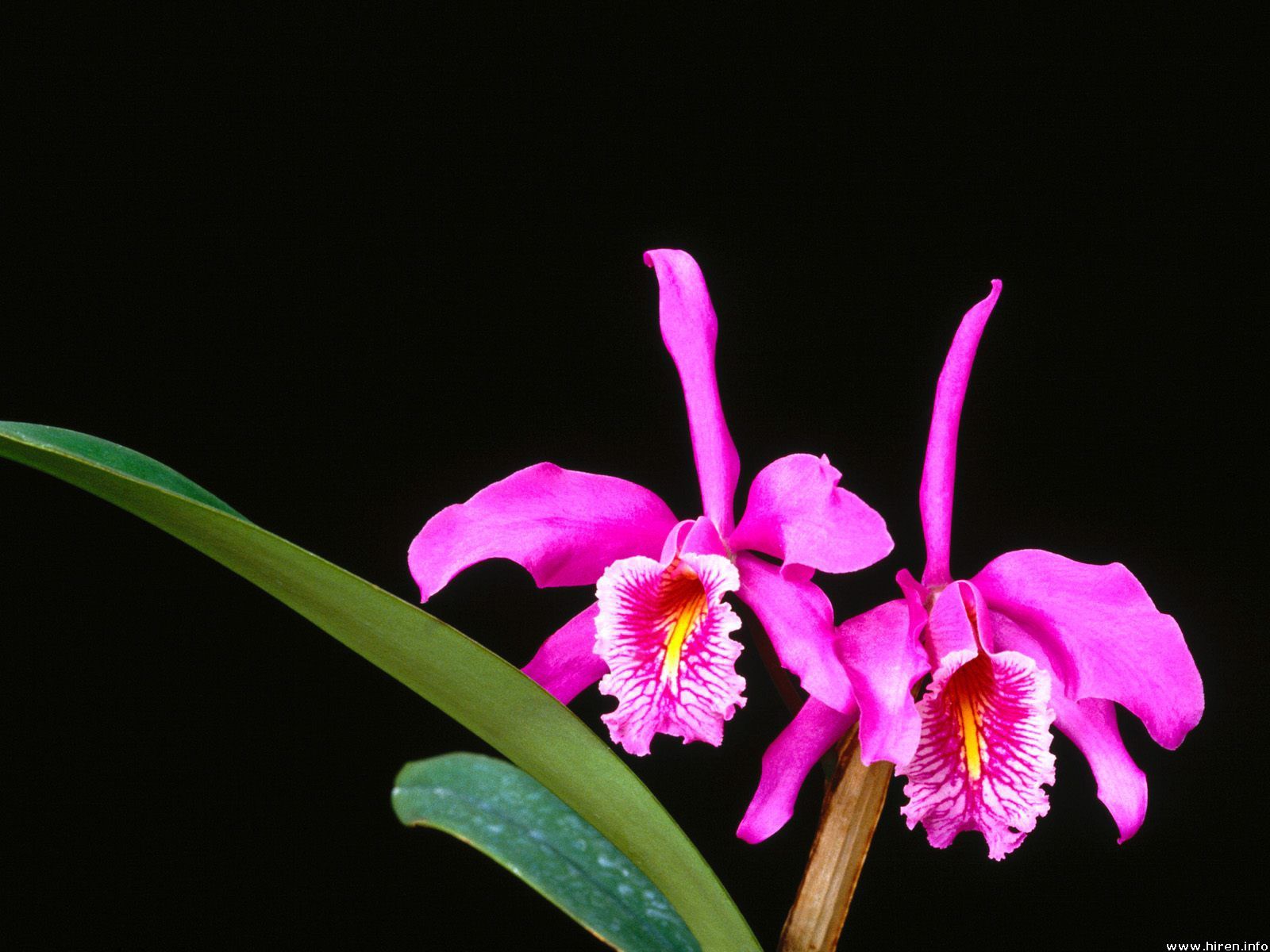 Cattleya Wallpapers - Wallpaper Cave