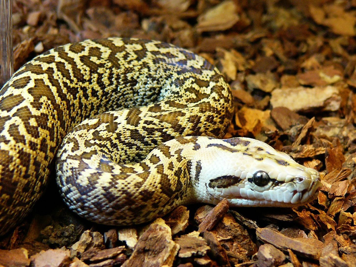 Burmese Python Wallpapers - Wallpaper Cave