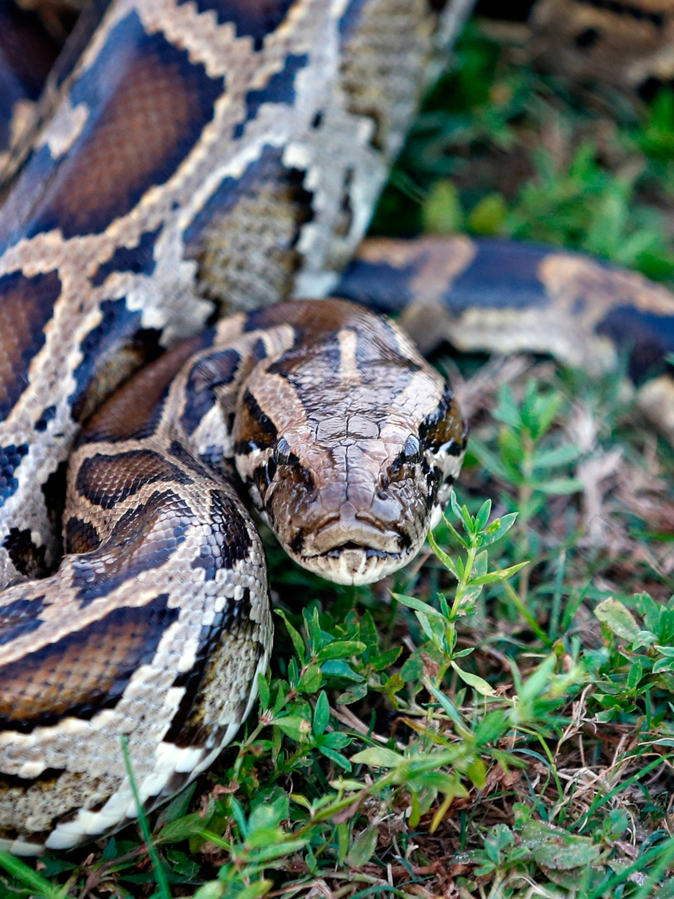 Burmese Python Wallpapers - Wallpaper Cave