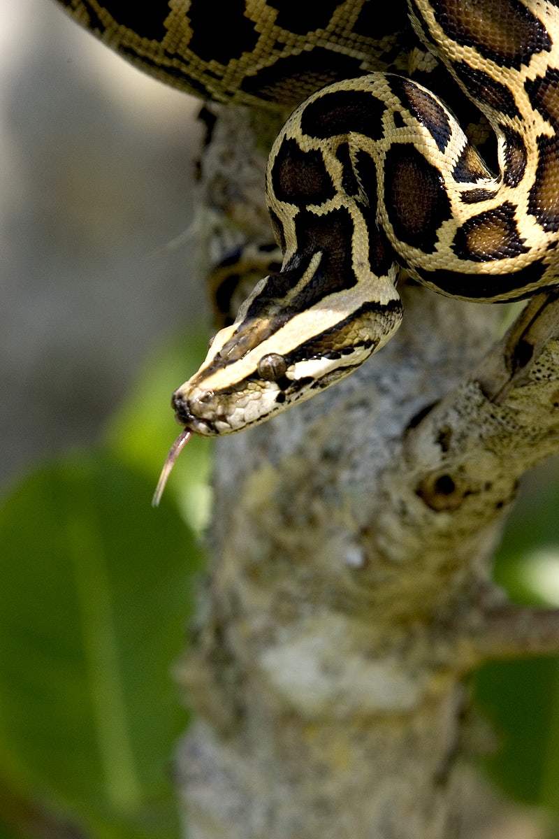 Burmese Python Wallpapers - Wallpaper Cave