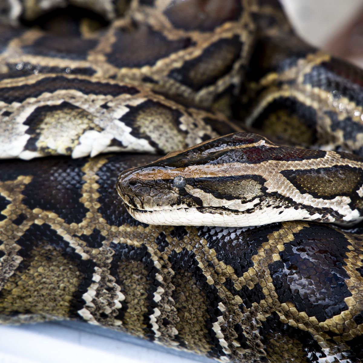 Burmese Python Wallpapers - Wallpaper Cave