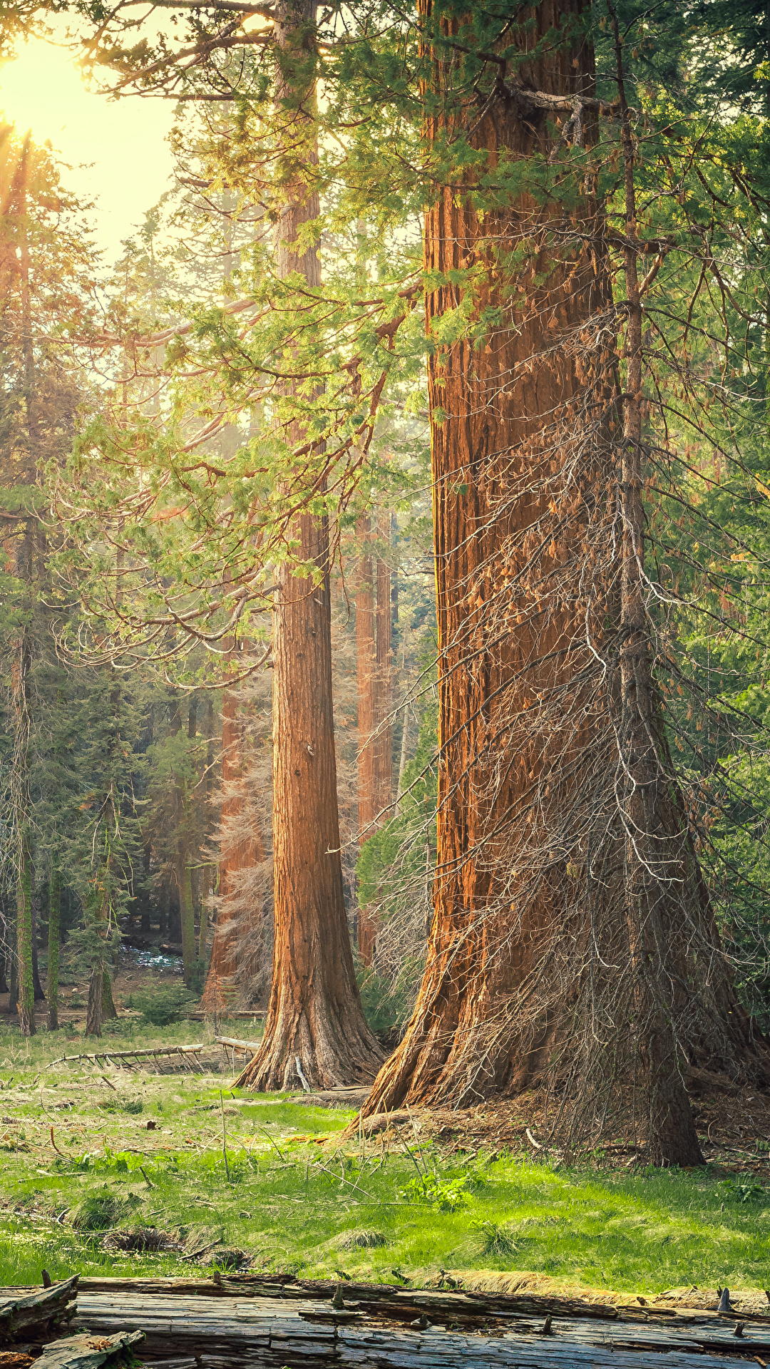 Sequoia National Forest California Wallpapers - Wallpaper Cave