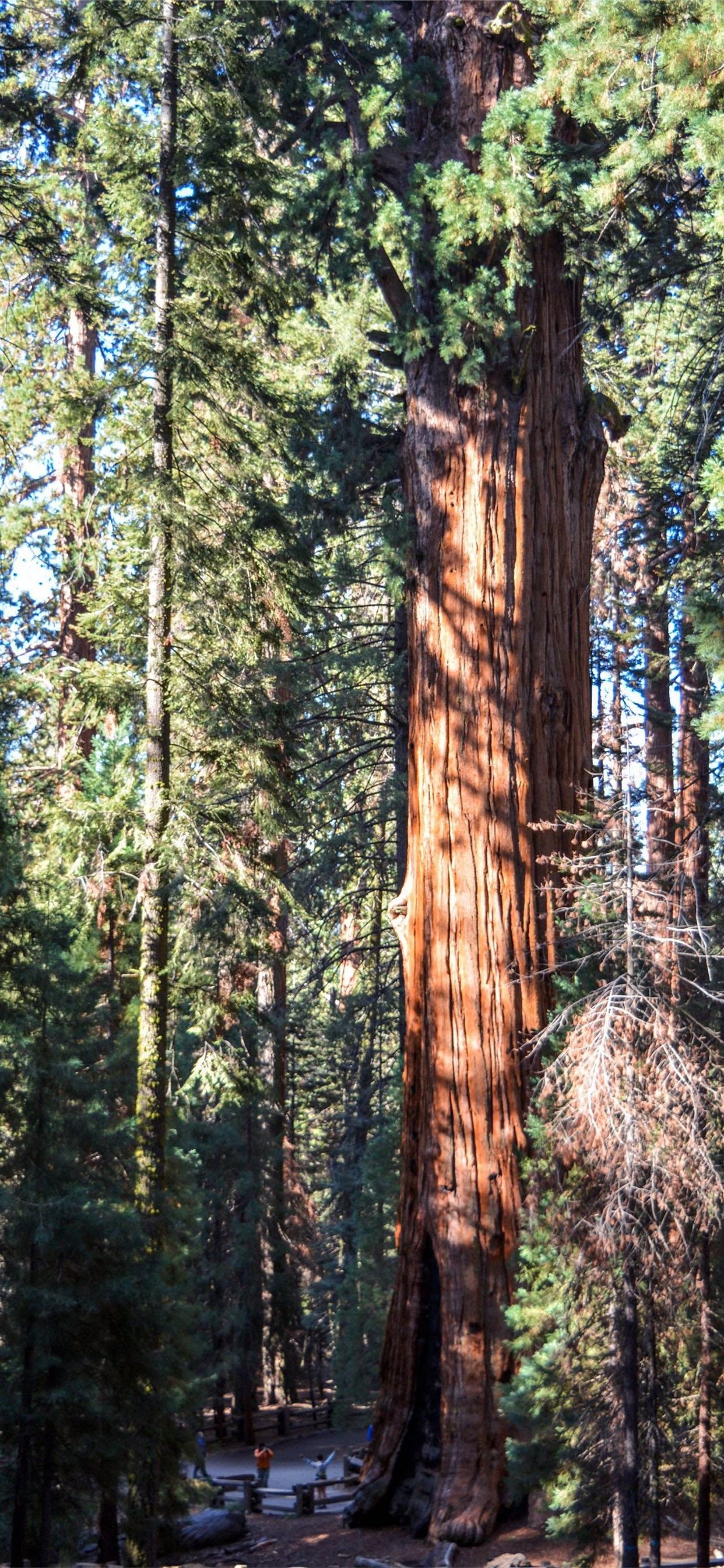 Sequoia National Park California Wallpapers - Wallpaper Cave