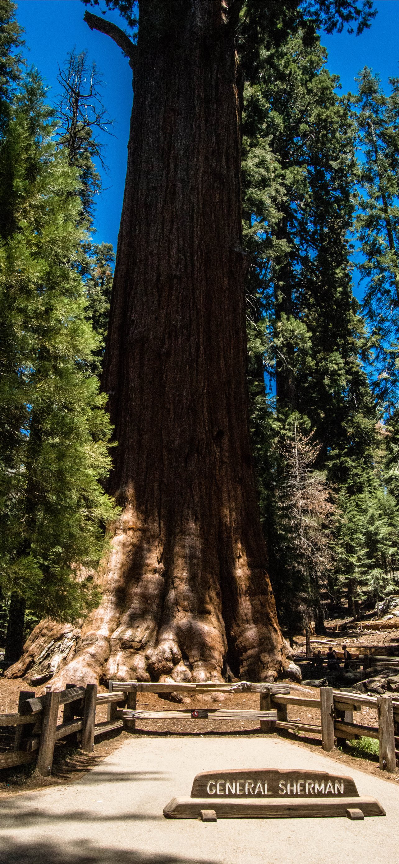 General Sherman Tree Wallpaper