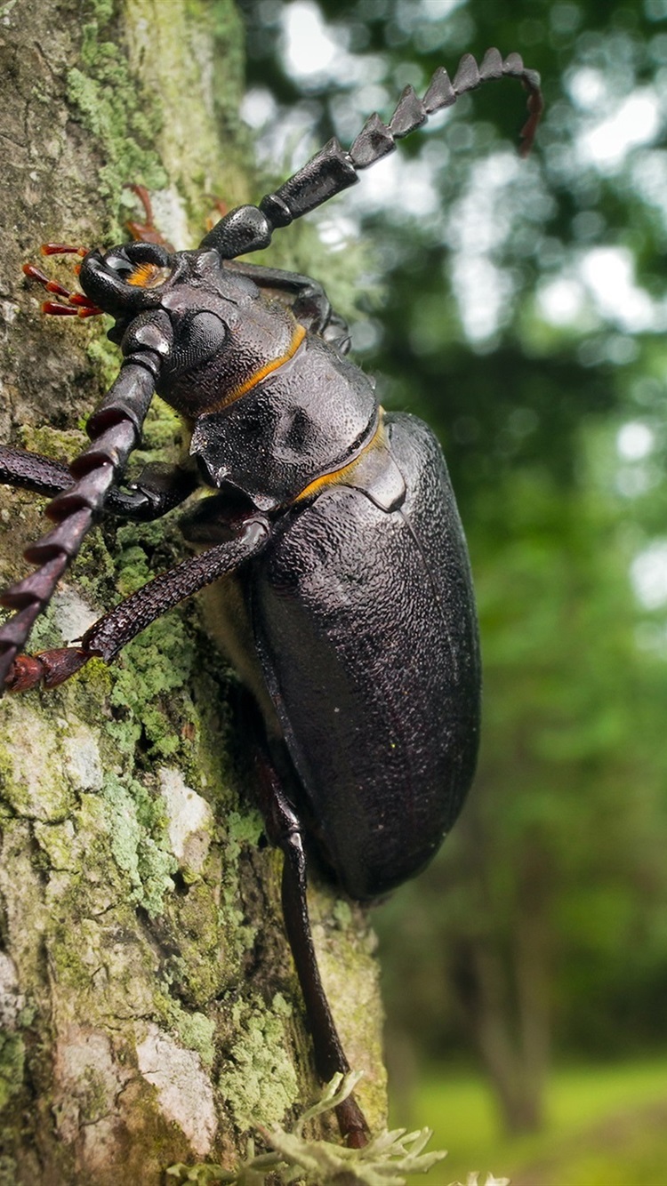 Black Beetle Wallpapers - Wallpaper Cave