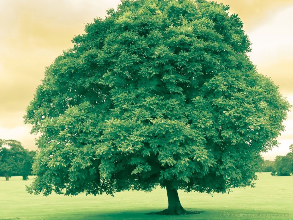 Planting Trees Wallpapers - Wallpaper Cave
