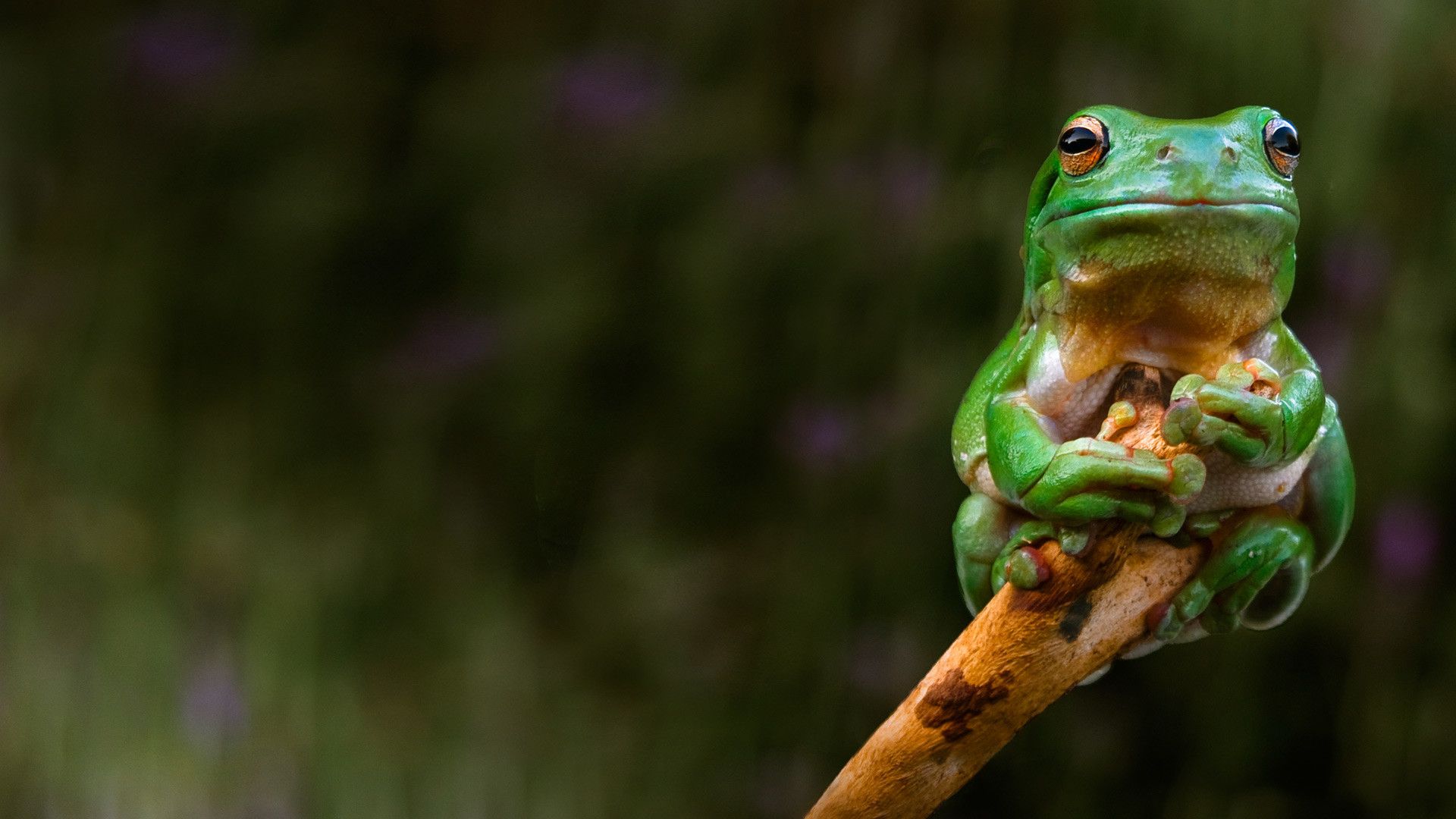 Frog Laptop Wallpapers - Wallpaper Cave