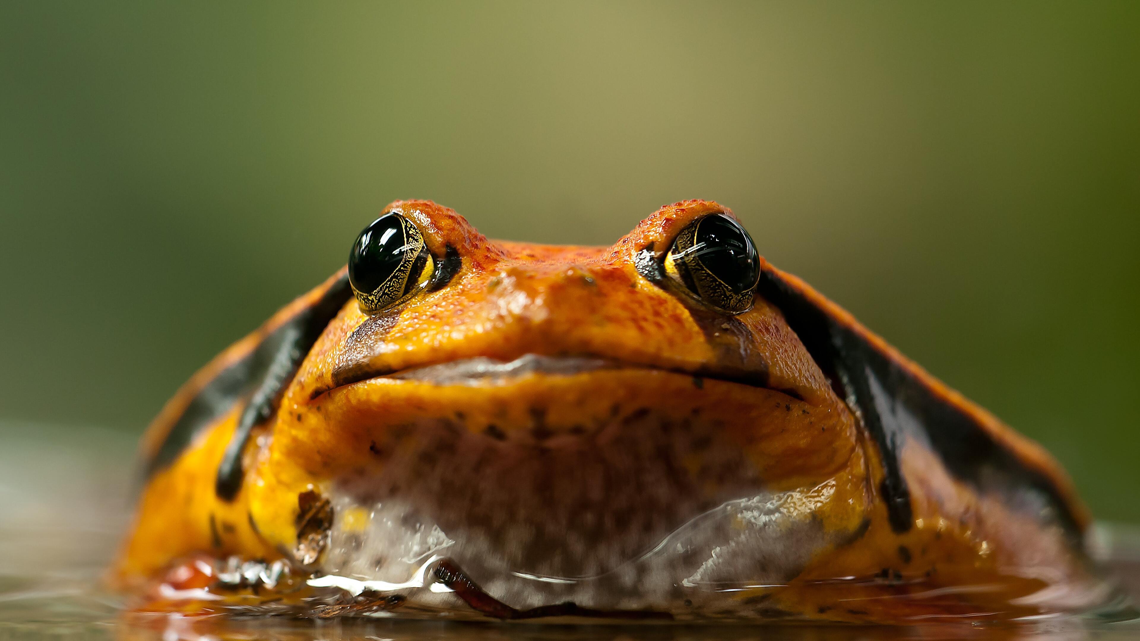 Frog Laptop Wallpapers - Wallpaper Cave